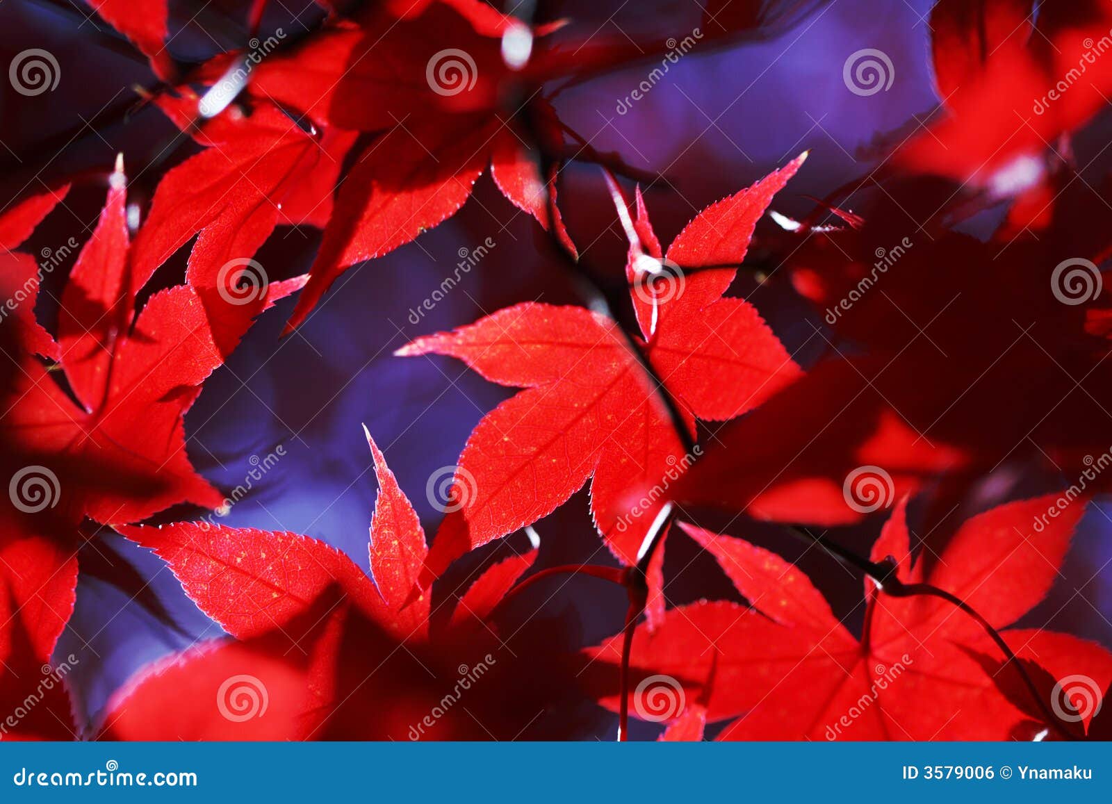 Red Autumn Leaves stock photo. Image of color, orange - 3579006
