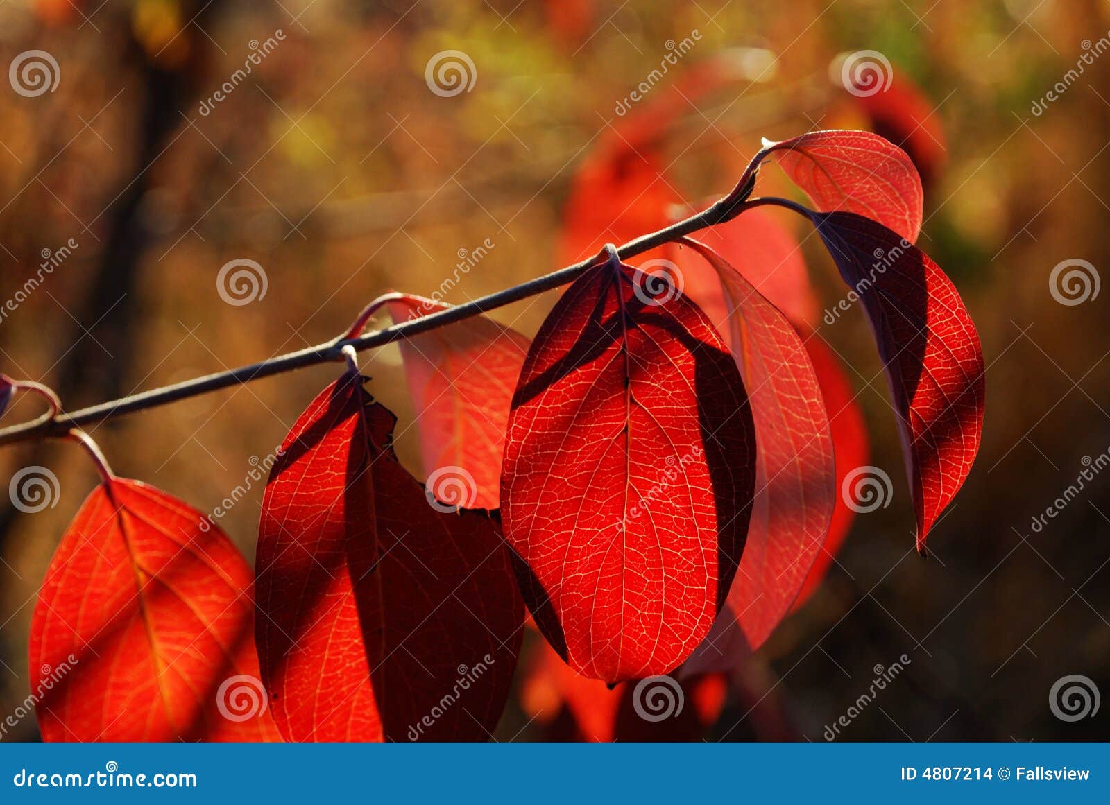 Red autumn leaves stock photo. Image of season, park, alberta - 4807214