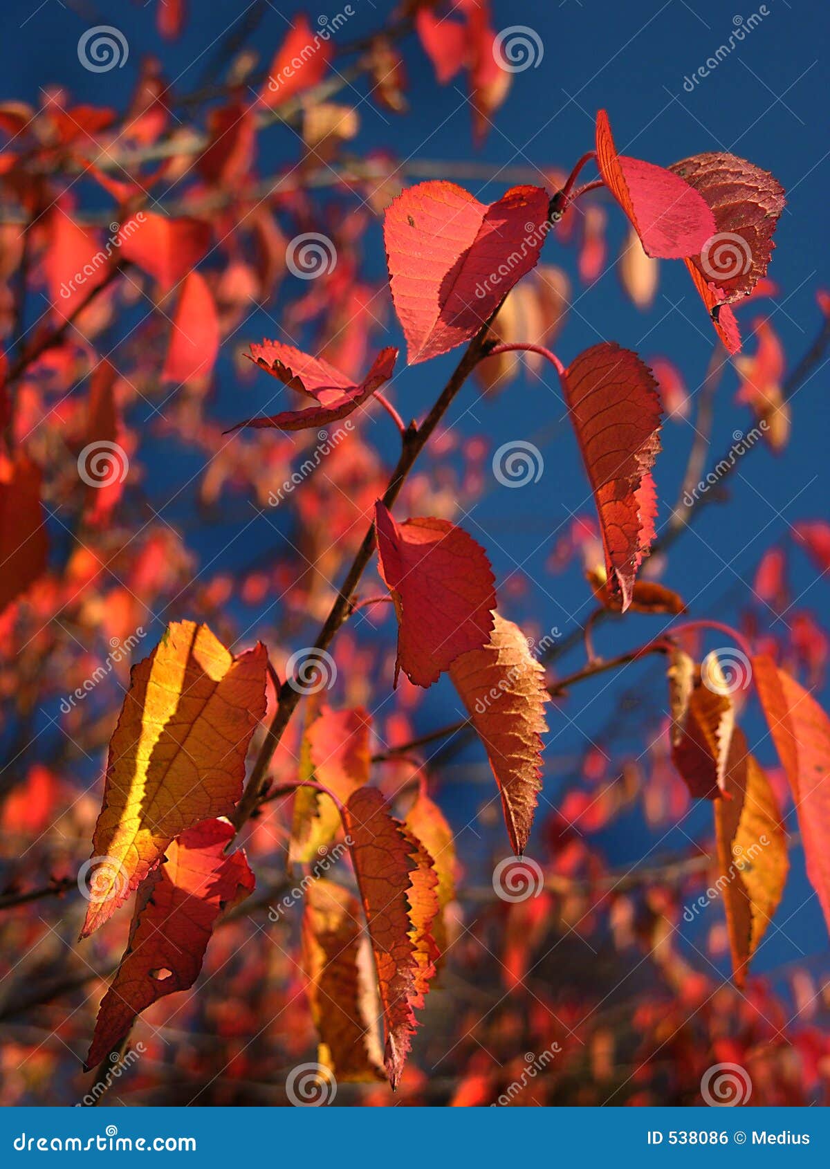 Red autumn leaves stock photo. Image of leaf, ground, abstractedness ...