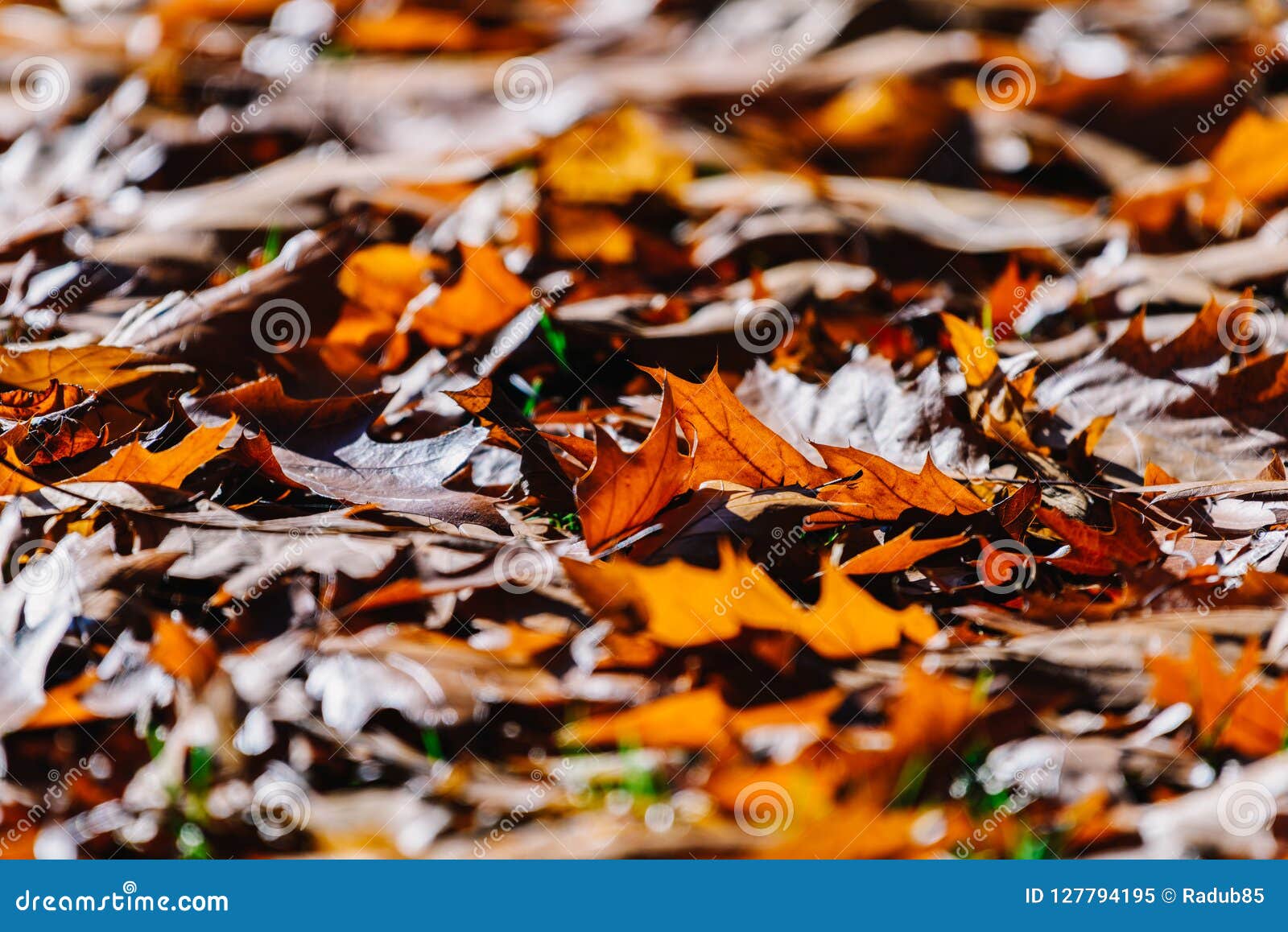 Red Autumn Leaves in Fall Season Stock Image - Image of october, light ...