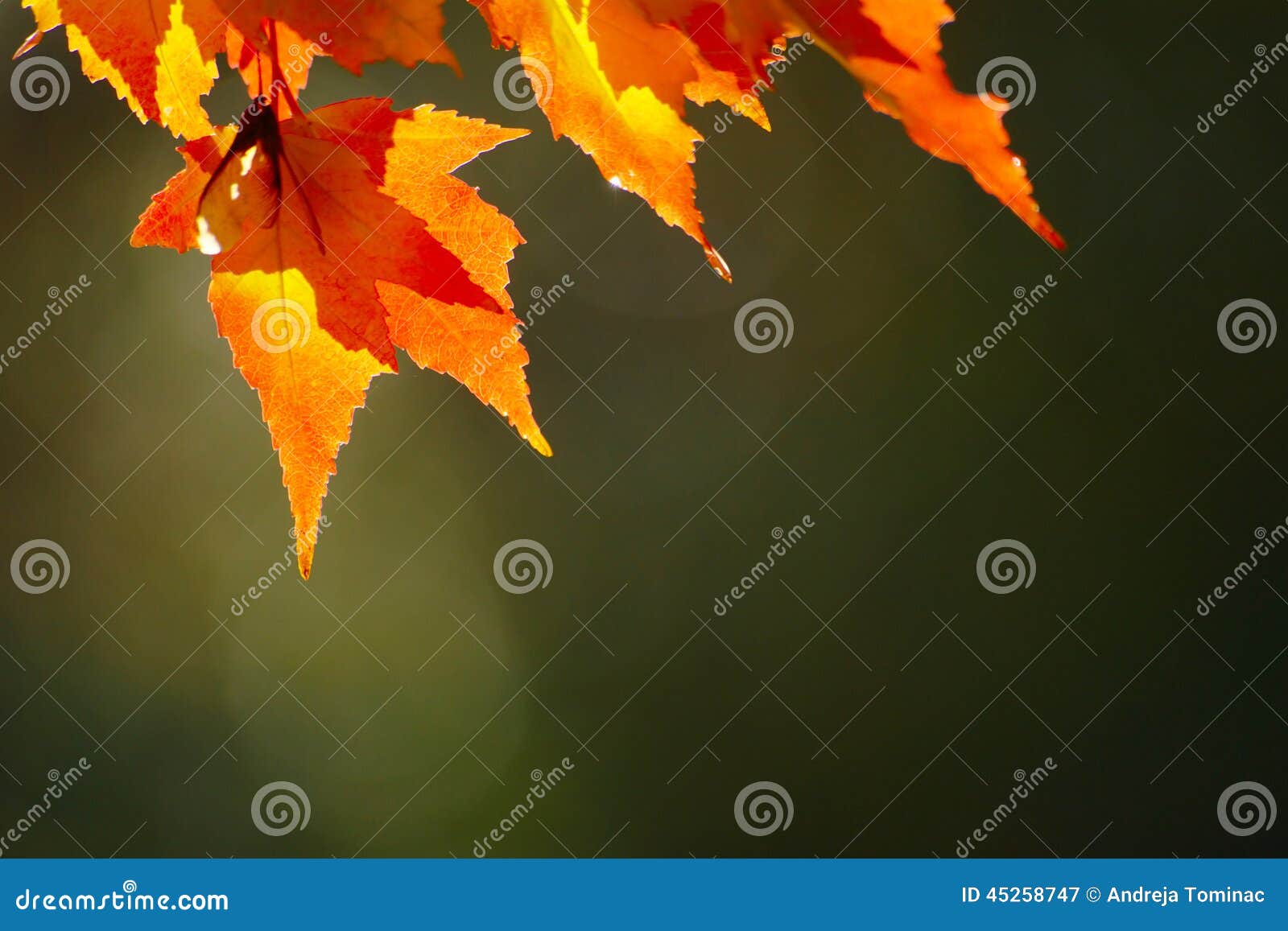 Red Autumn Leaves stock image. Image of depth, colors - 45258747