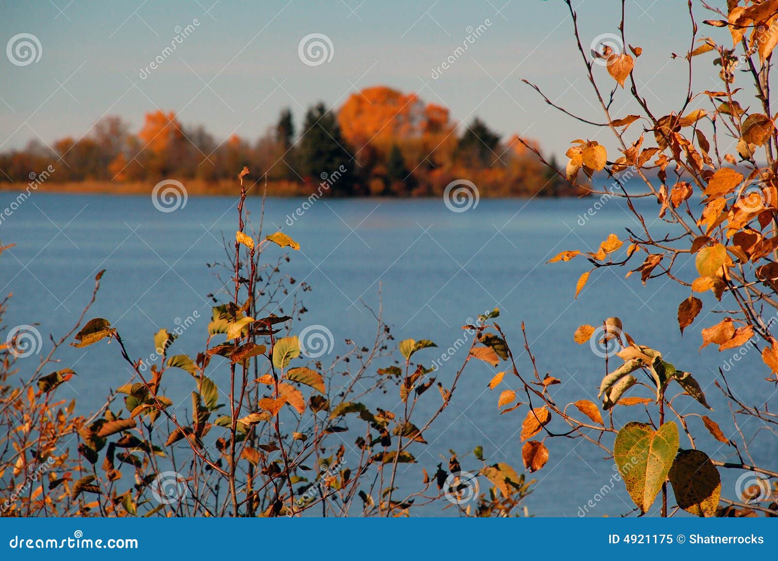 Red autumn leaves at lake stock image. Image of water - 4921175