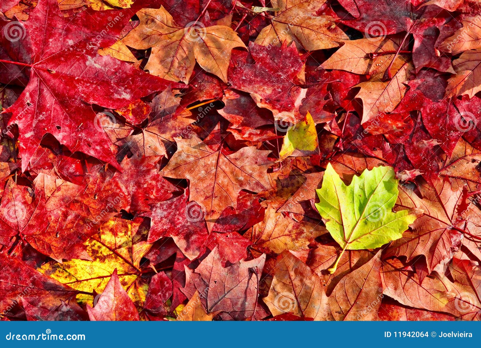 Red Autumn Leaves with a Leaf Green Stock Photo - Image of october ...
