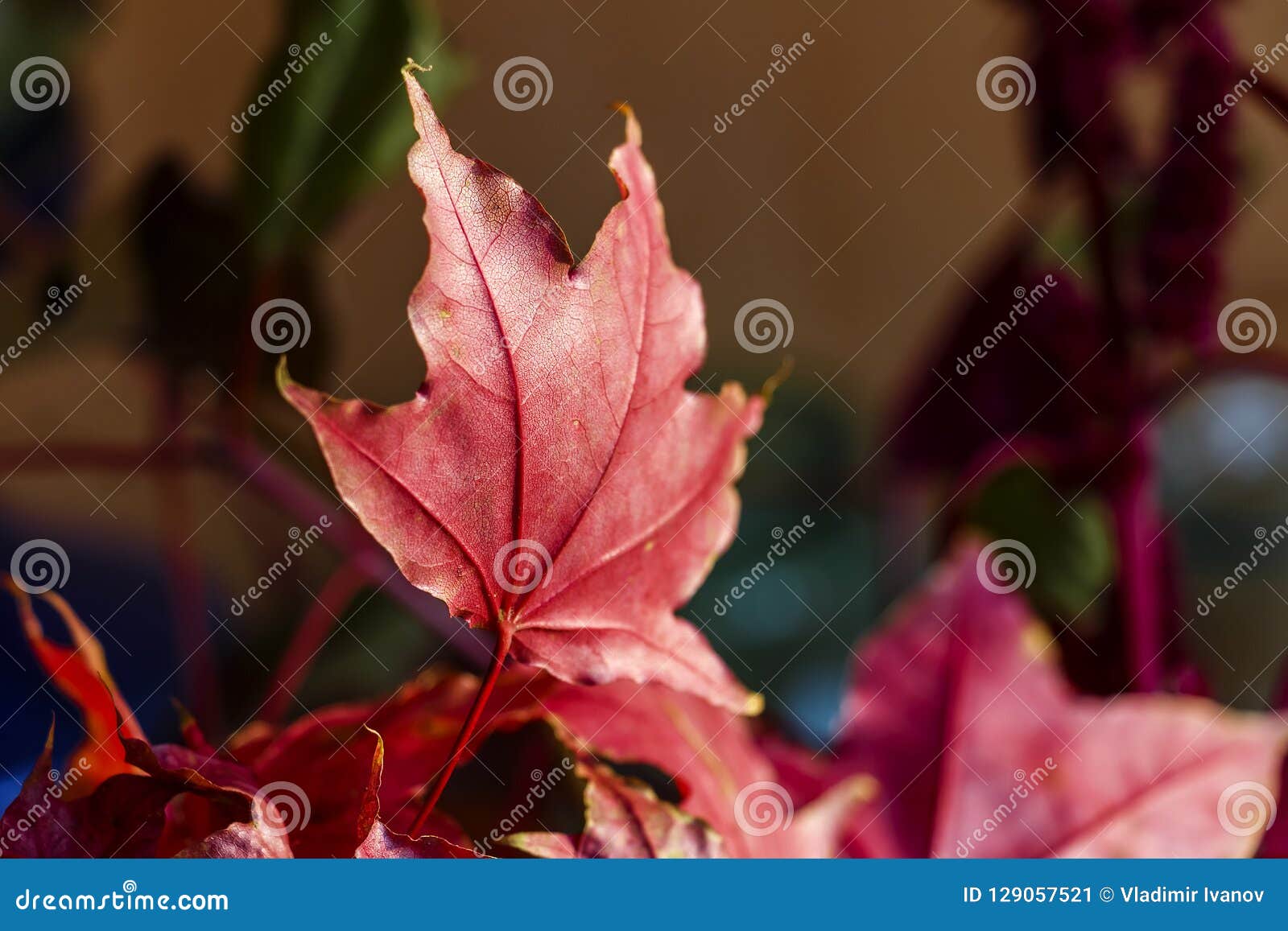 Red Autumn Leaves of a Maple Stock Image - Image of maple, fall: 129057521
