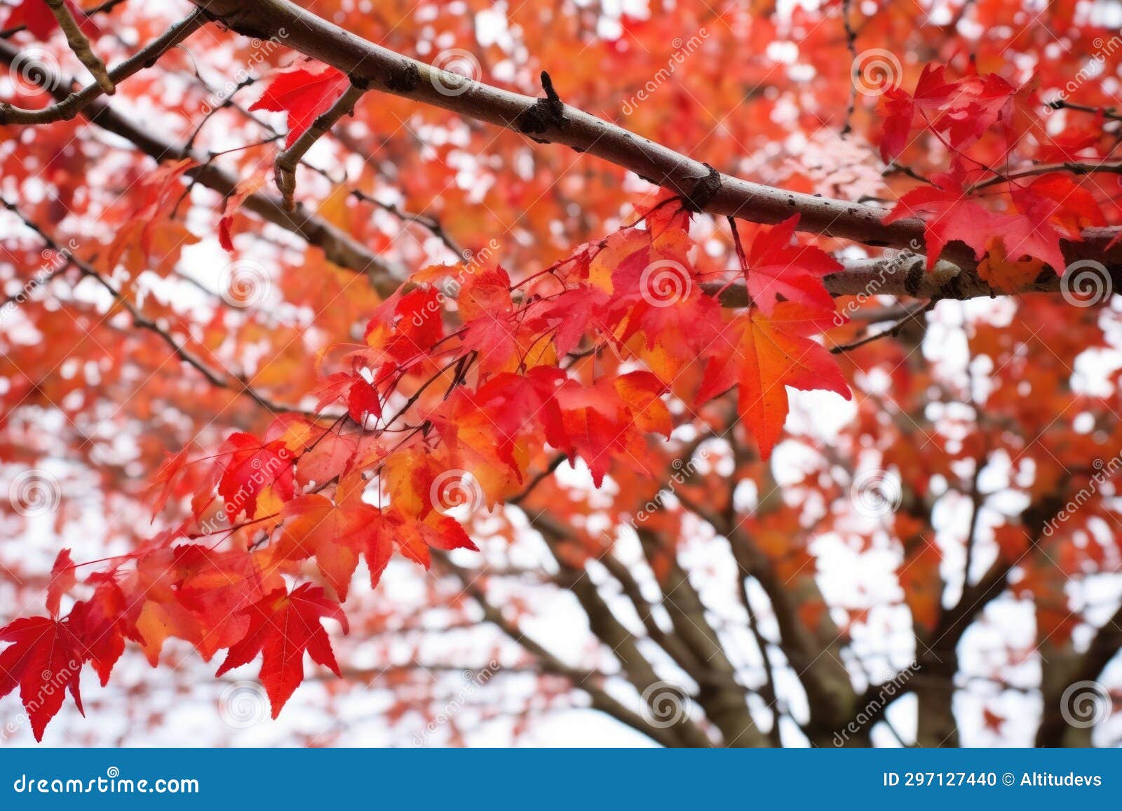 Red Autumn Leaves on Maple Tree Branch Stock Photo - Image of seasonal ...