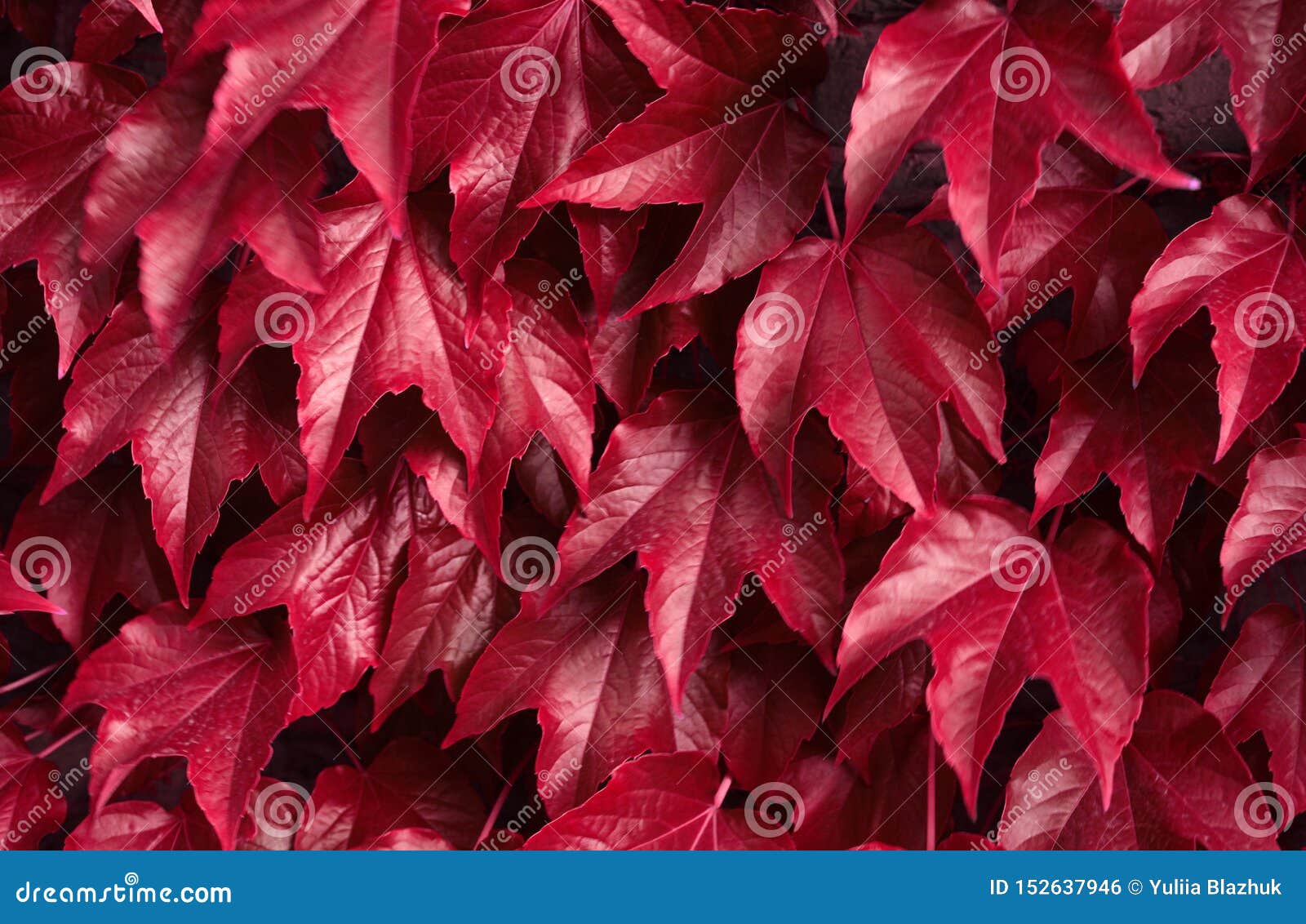 Red Autumn Leaves Natural Botanical Fall Background Stock Photo - Image ...