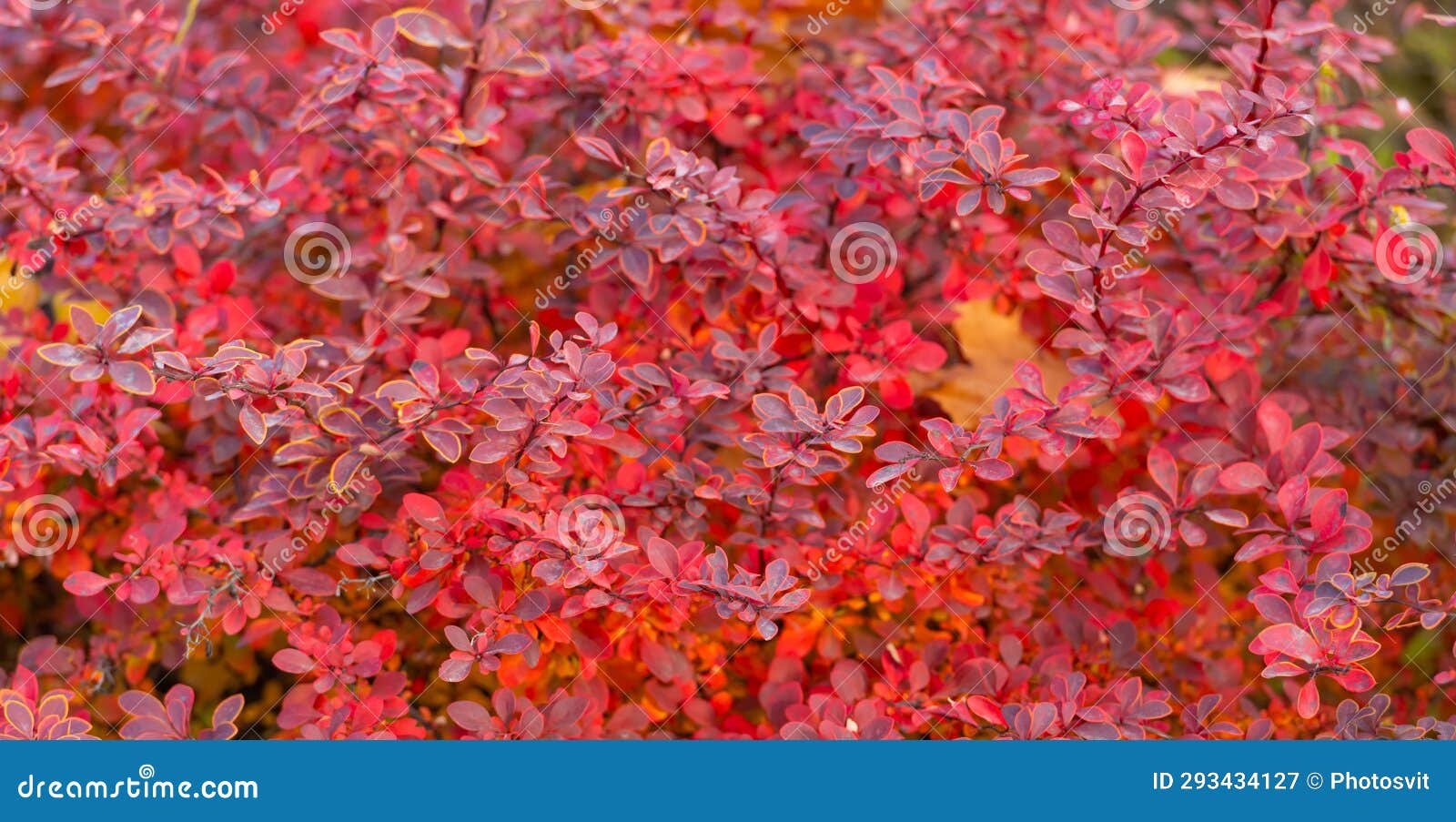 Red Autumn Leaves Nature Backdrop of Barberry Stock Image - Image of ...