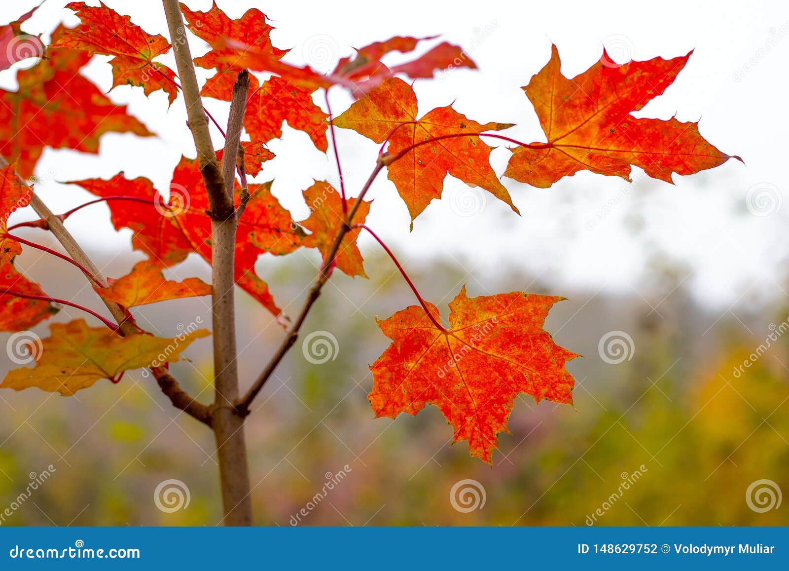 Red Autumn Leaves of Red Oak on a Tree in the Woods_ Stock Photo ...