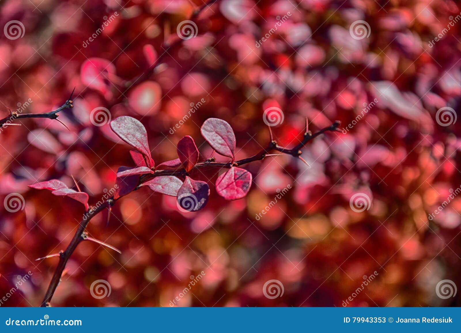 Red Autumn Leaves on a Small Tree Stock Image - Image of branch ...
