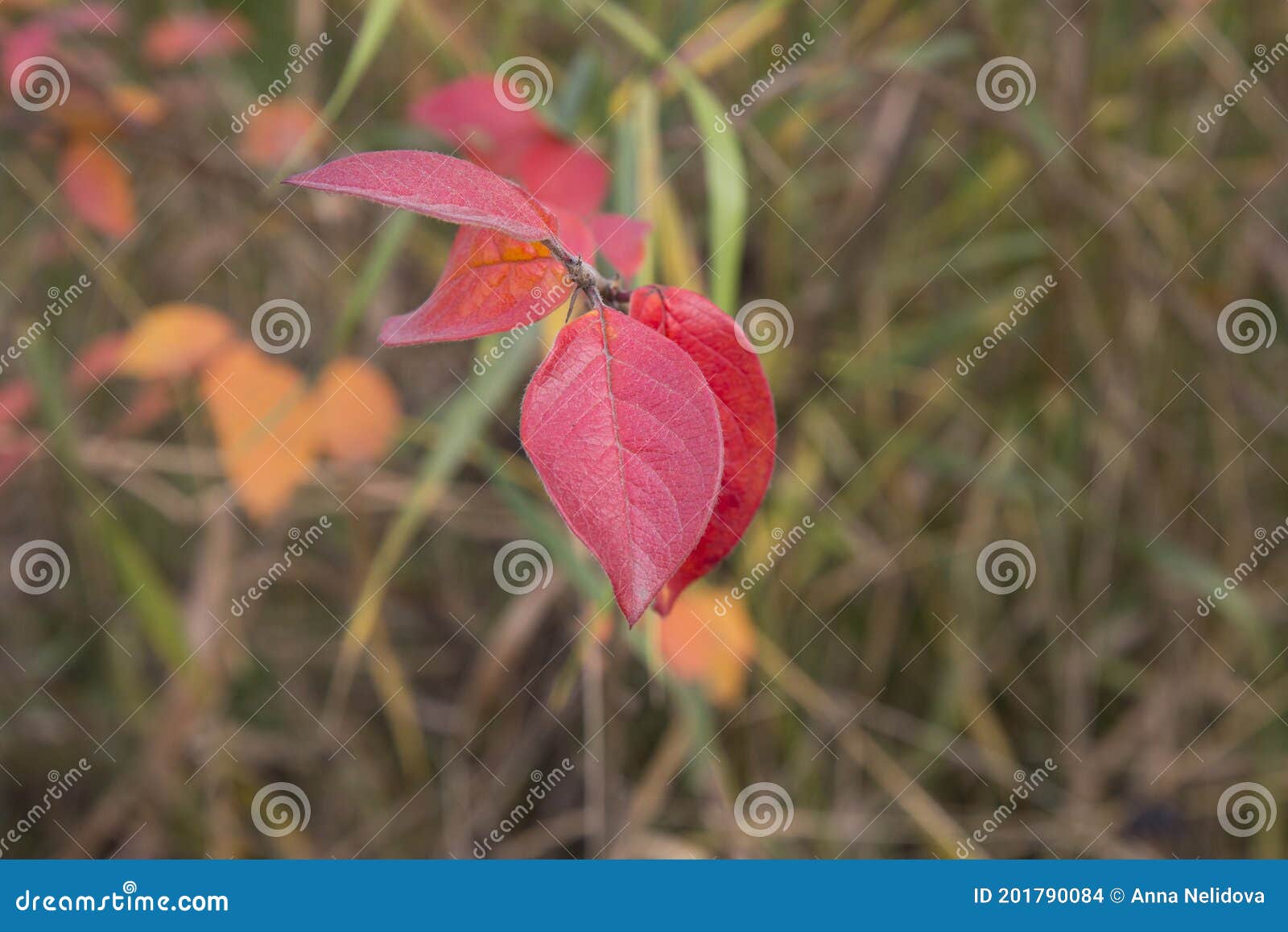 Red Autumn Leaves on a Tree Branch. Bright Autumn Stock Photo - Image ...