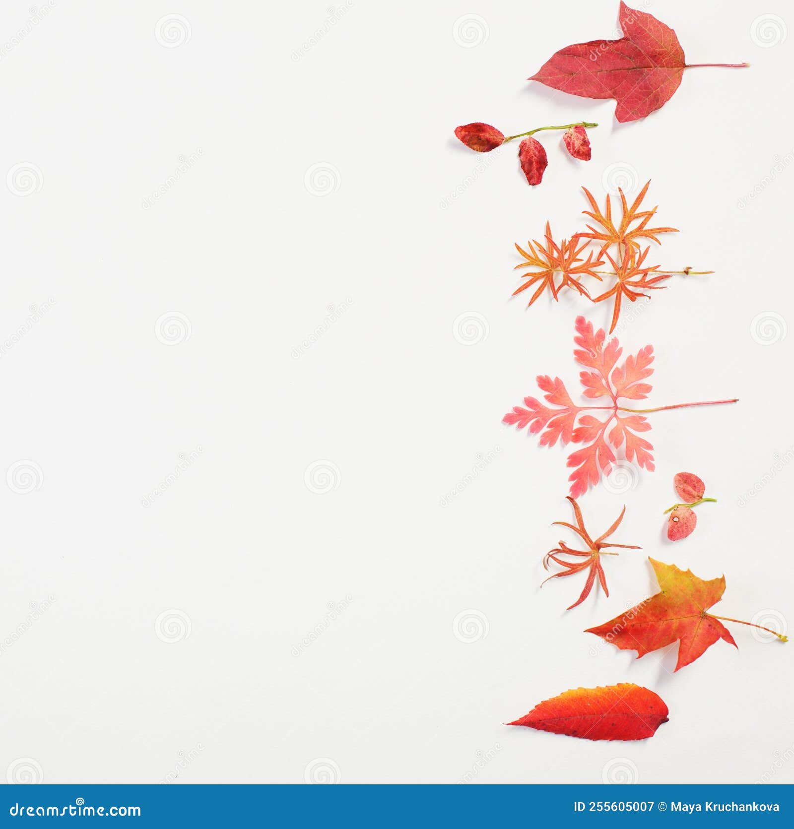 Autumn Leaves on White Background Stock Image - Image of cozy, creative ...