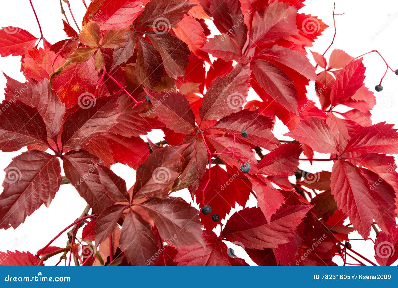 Red autumn leaves stock image. Image of october, bright - 78231805