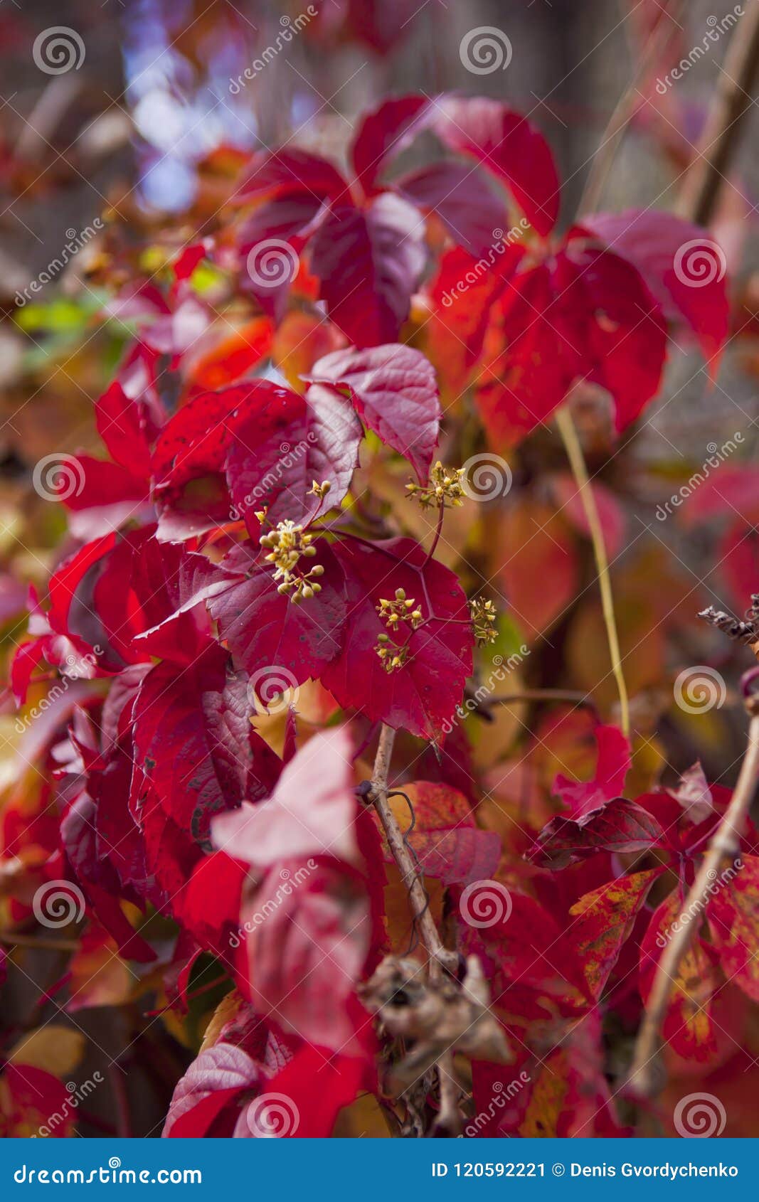 Red Autumn Liane leaves stock image. Image of autumn - 120592221