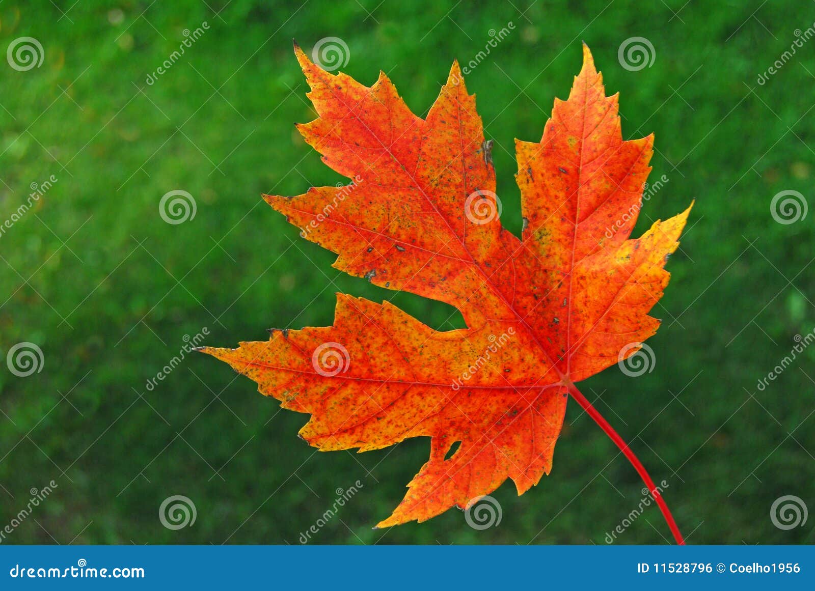 Red Autumn Maple Leaf stock photo. Image of vivid, natural - 11528796