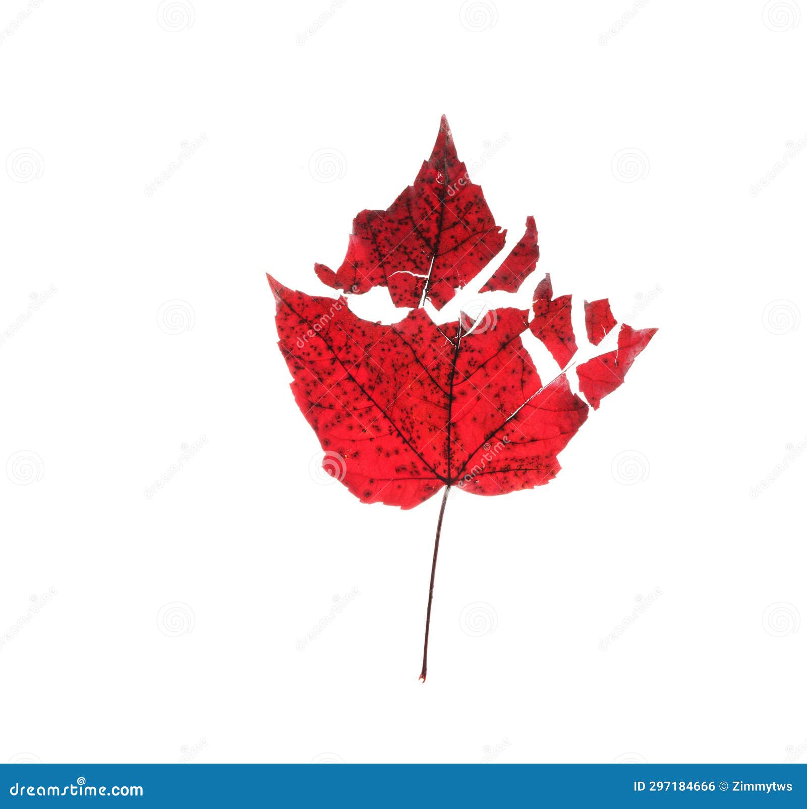 Red Autumn Maple Leaf Broken into Pieces, Isolated on White -- Climate ...