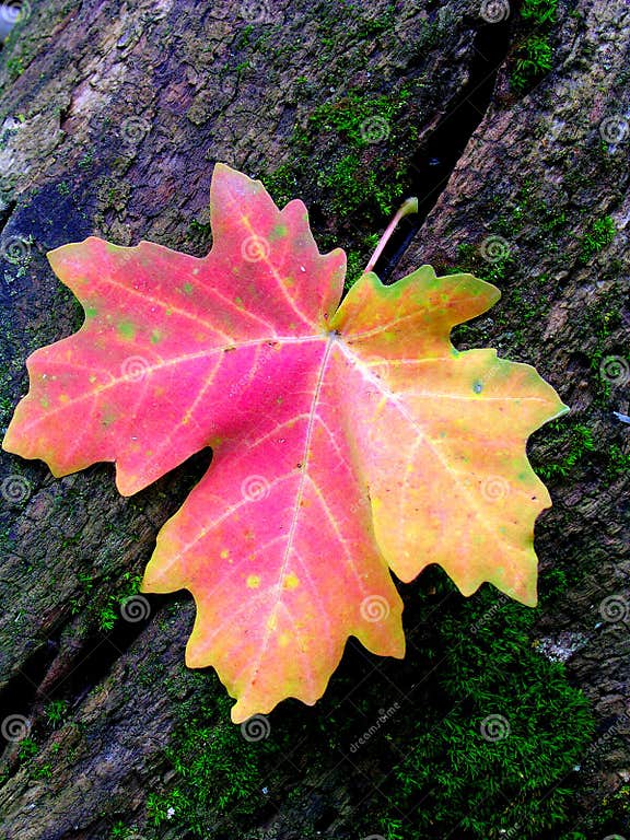 Red Autumn Maple Leaf on Mossy Tree Stump Stock Photo - Image of stem, golden: 1165648