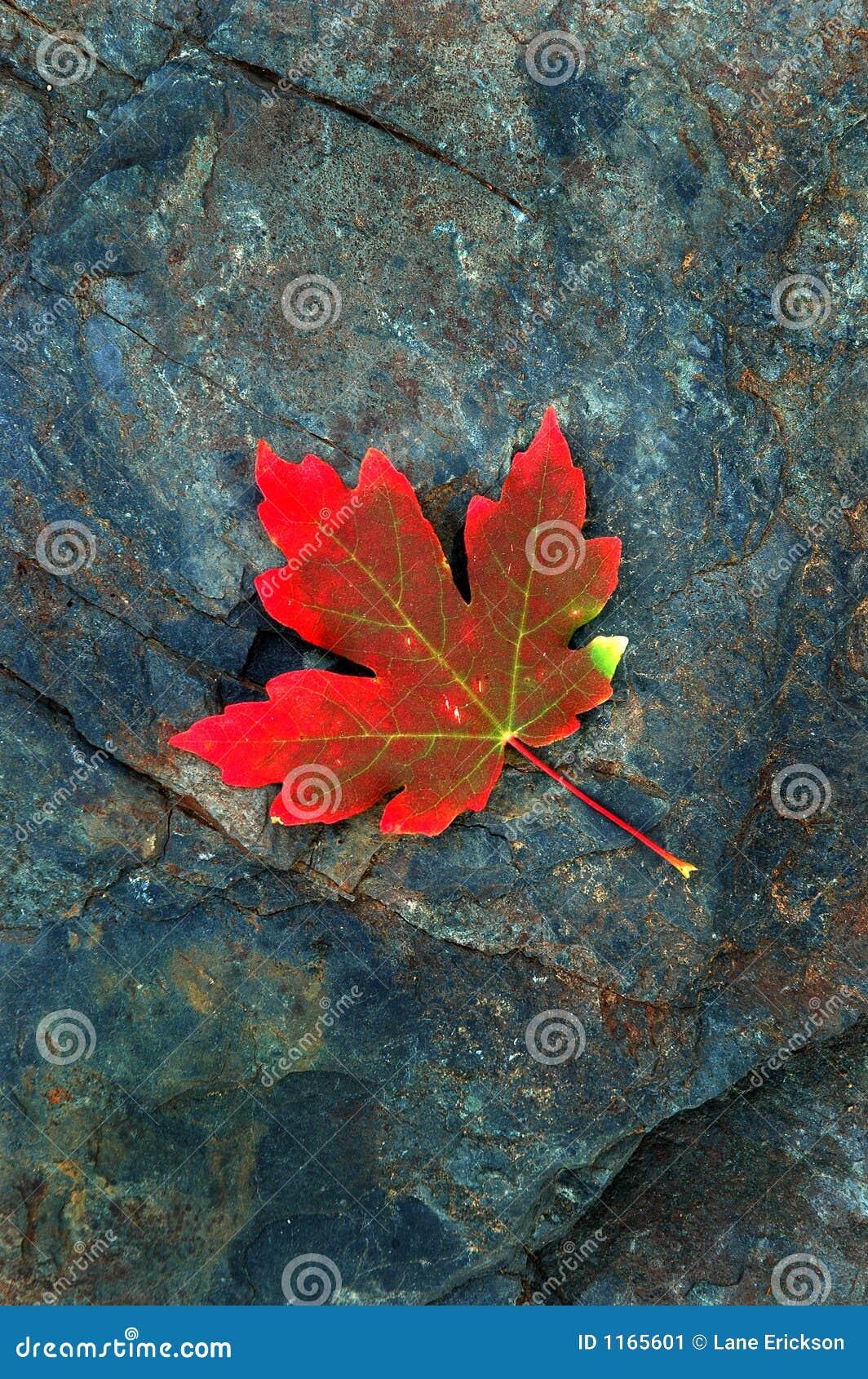 Red Autumn Maple Leaf on Rock Stock Image - Image of maple, pointy: 1165601
