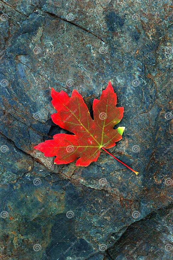 Red Autumn Maple Leaf on Rock Stock Image - Image of maple, pointy: 1165601