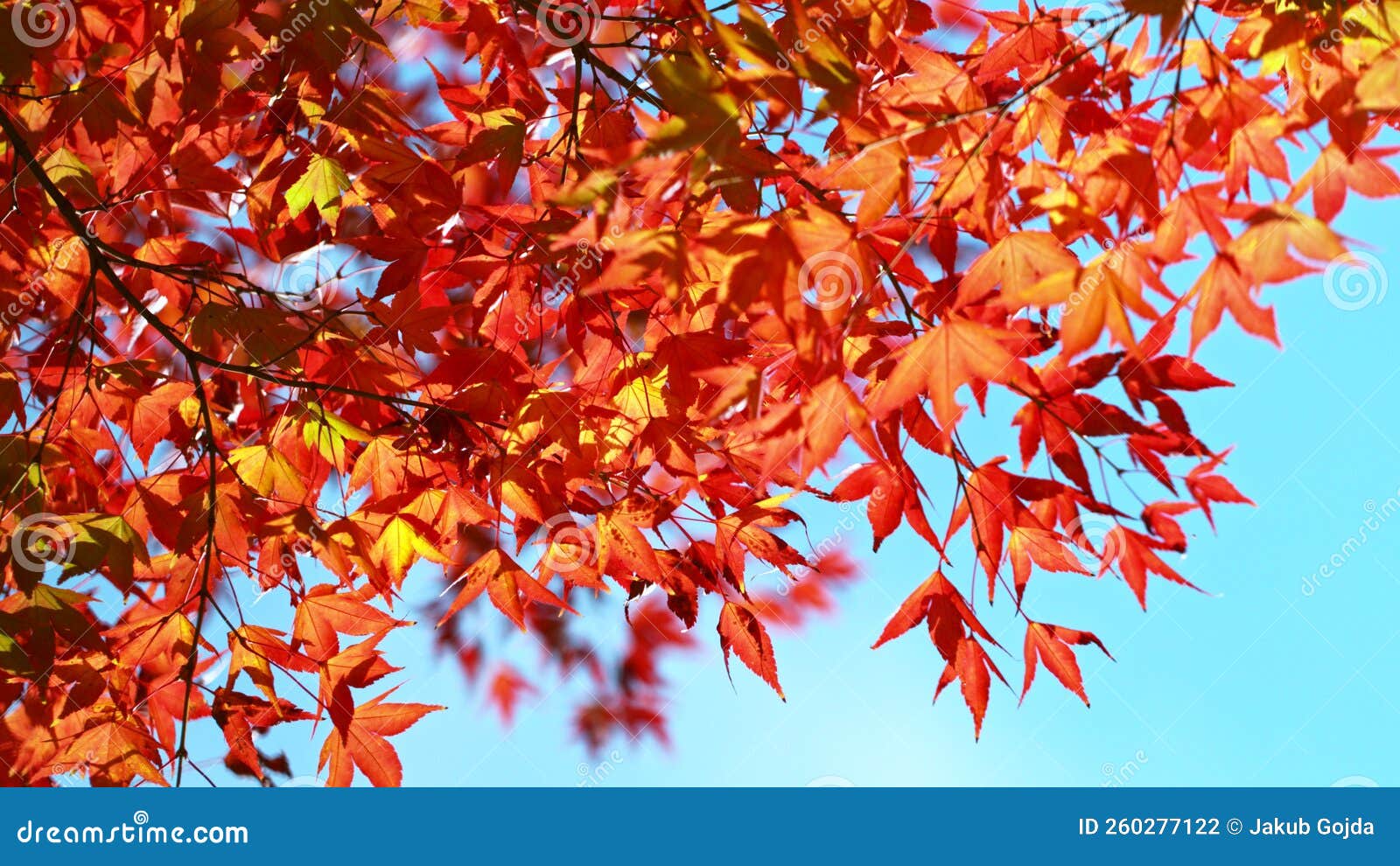 Red Autumn Maple Tree with Falling Leaves Stock Photo - Image of park ...