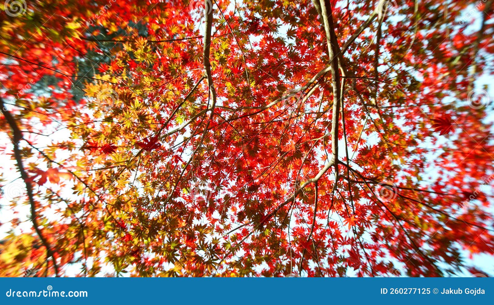 Red Autumn Maple Tree with Falling Leaves Stock Image - Image of brown ...