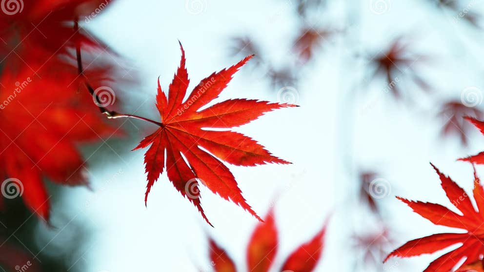 Red Autumn Maple Tree with Falling Leaves Stock Photo - Image of ...