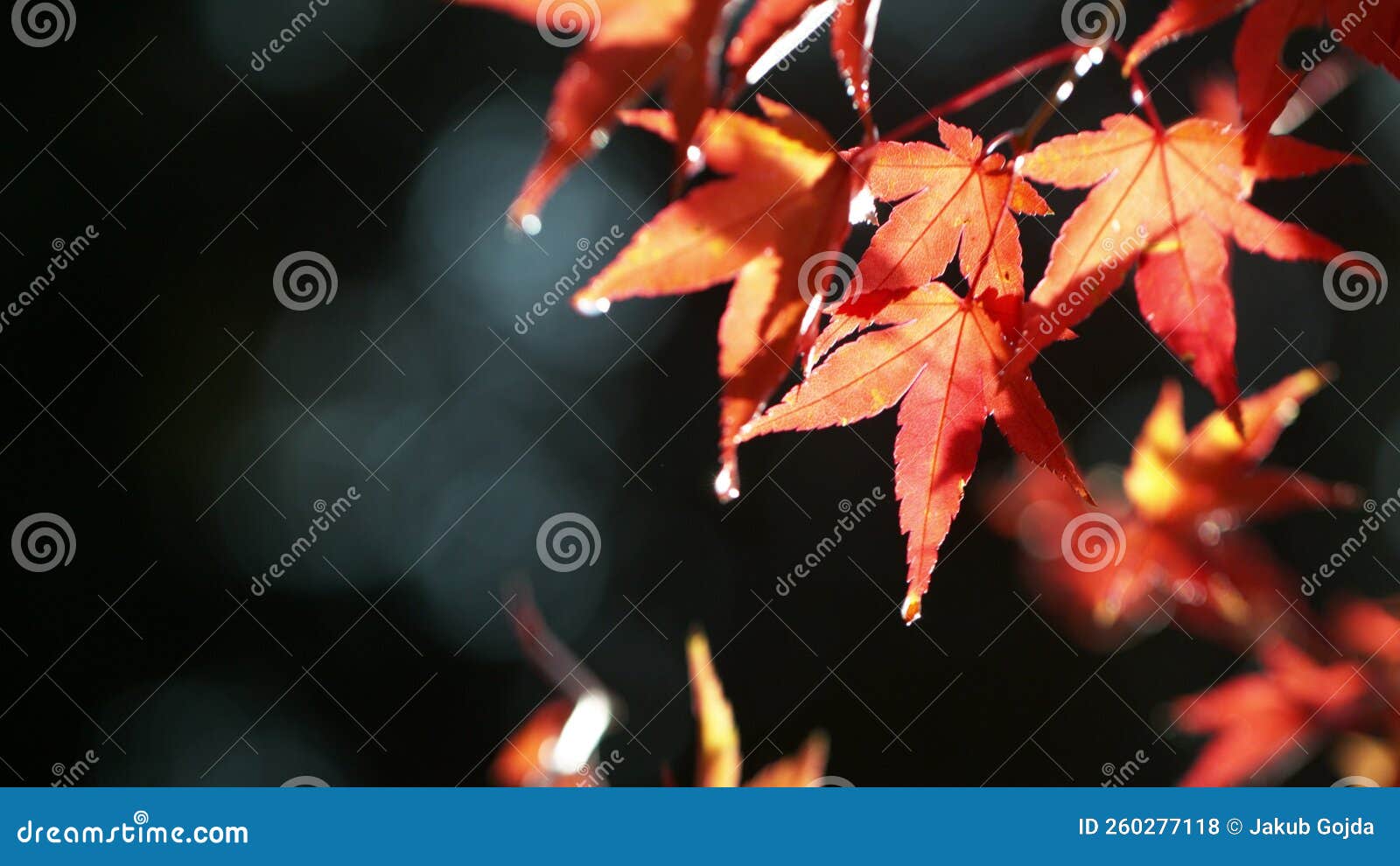Red Autumn Maple Tree with Falling Leaves Stock Photo - Image of black ...
