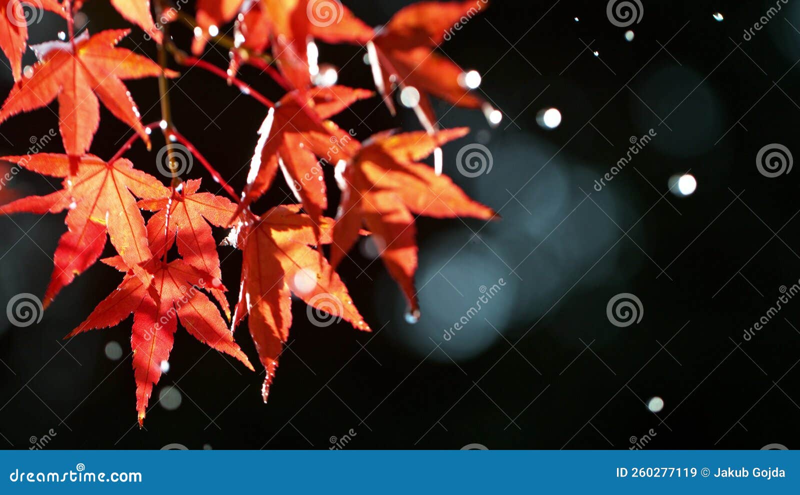 Red Autumn Maple Tree with Falling Leaves Stock Image - Image of colorful, leaves: 260277119