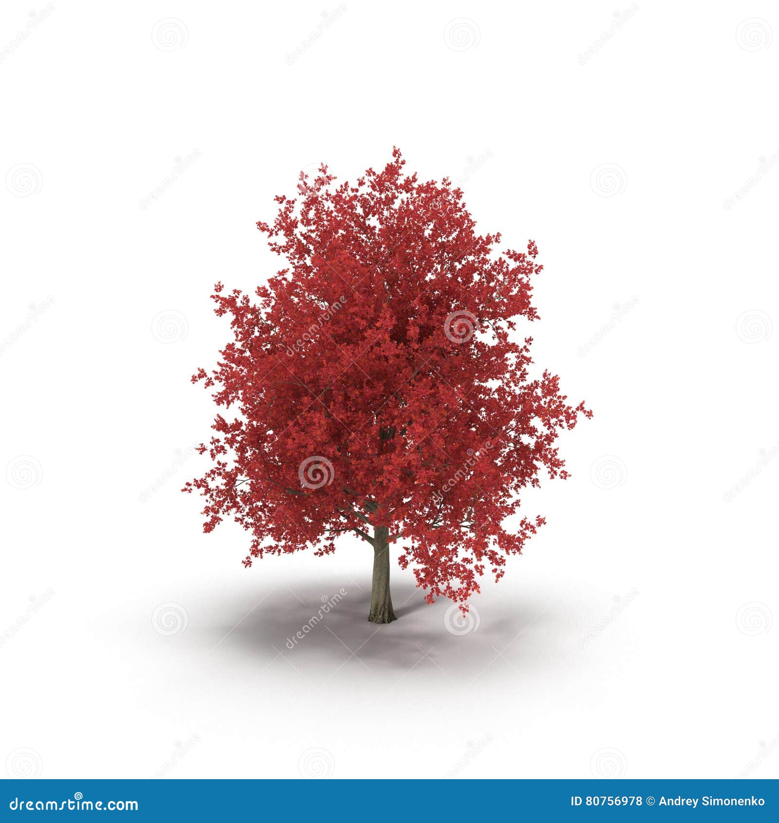Red Autumn Maple Tree Isolated on White. 3D Illustration Stock ...