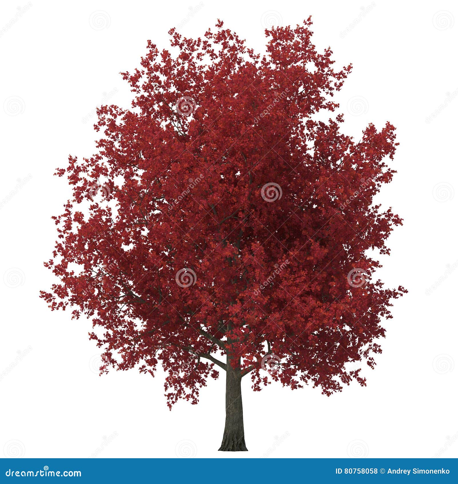 Red Autumn Maple Tree Isolated on White. 3D Illustration Stock ...