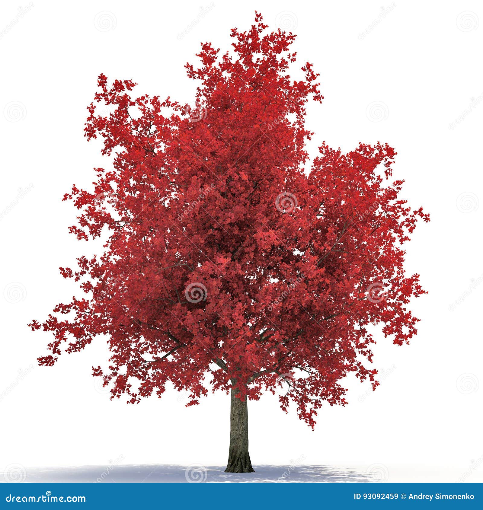 Red Autumn Maple Tree Isolated on White. 3D Illustration Stock ...
