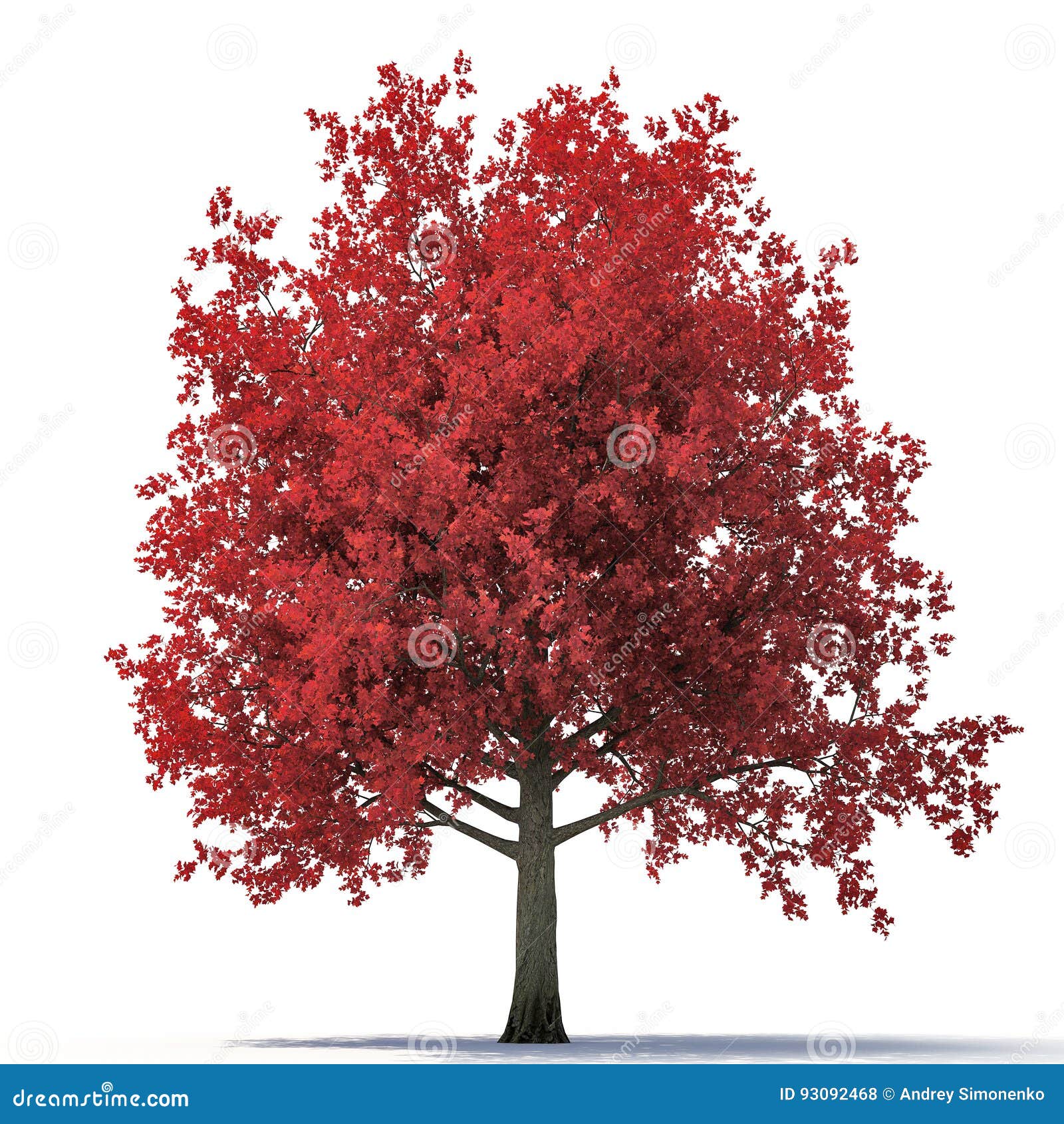 Red Autumn Maple Tree Isolated on White. 3D Illustration Stock ...