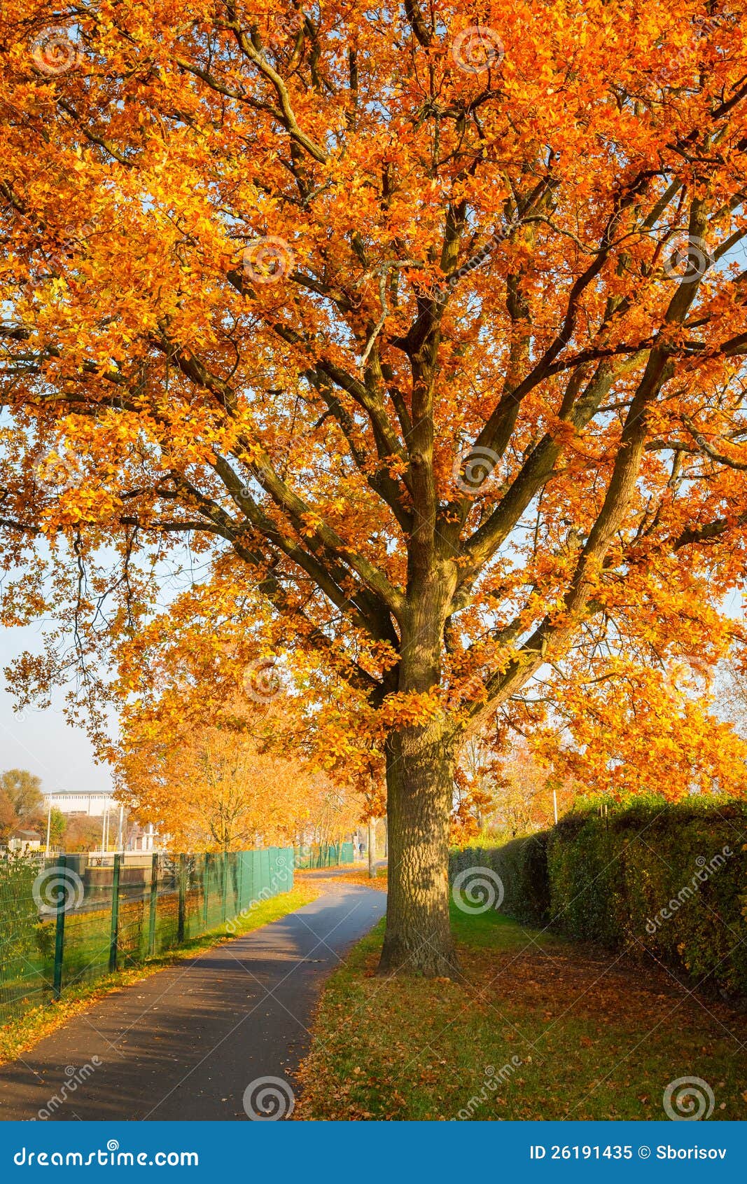 Red autumn oak tree stock image. Image of outdoors, scenics - 26191435