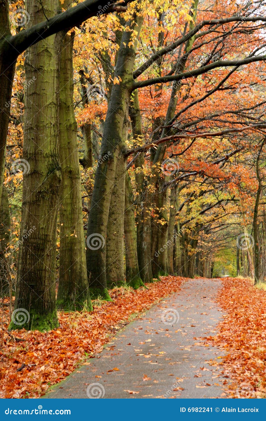 Red autumn road stock image. Image of autumn, earth, black - 6982241