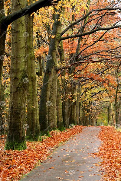 Red autumn road stock image. Image of autumn, earth, black - 6982241