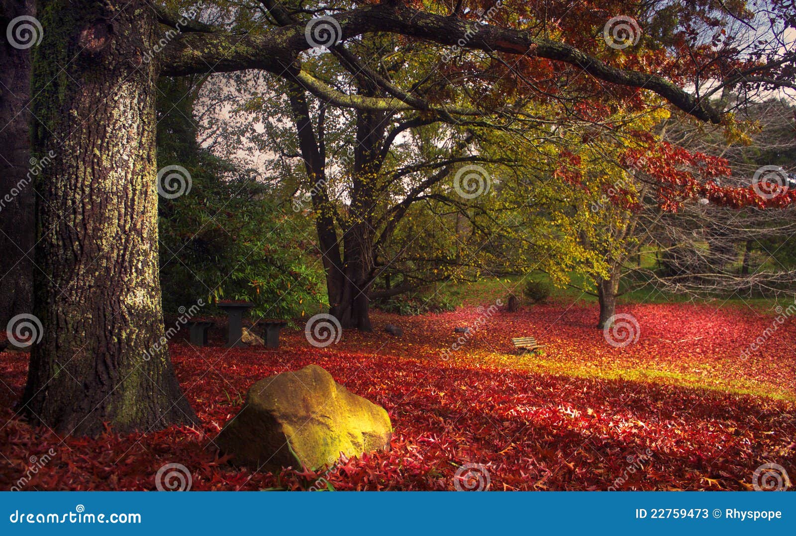 Red autumn scene stock image. Image of seedling, hardwood - 22759473