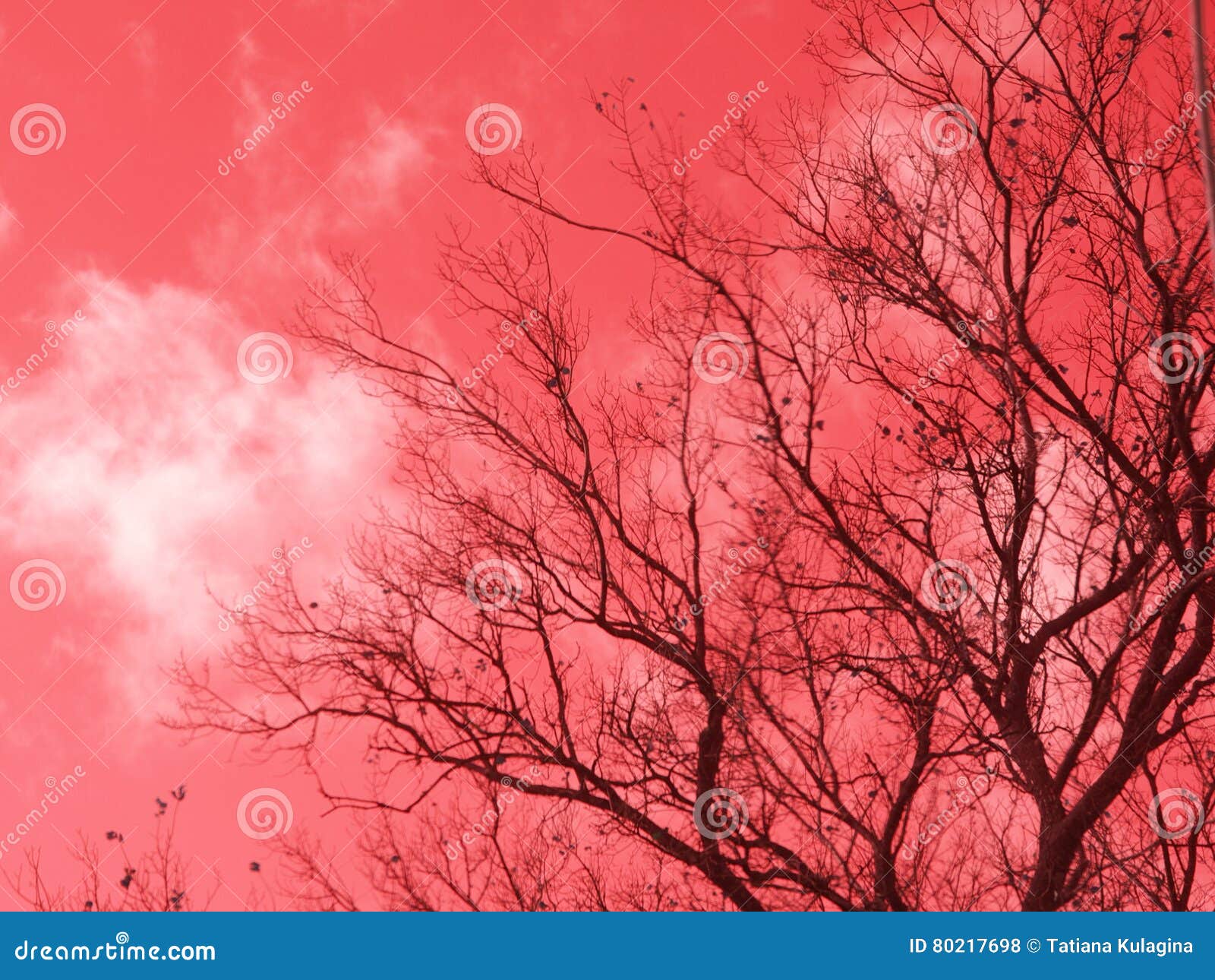 Red autumn sky stock photo. Image of abstract, sunset - 80217698