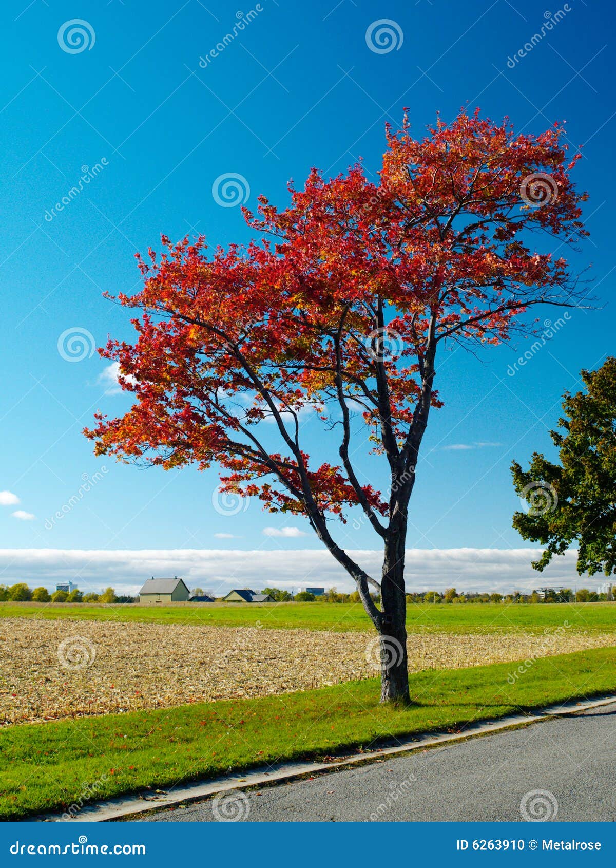 Red autumn tree stock photo. Image of scenic, leaf, landscape - 6263910