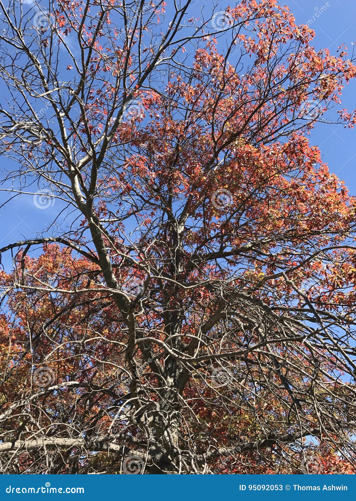 Red Autumn Tree stock image. Image of leaves, australia - 95092053