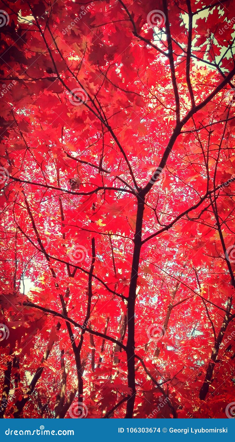 Red autumn stock photo. Image of tree, fall, color, autumn - 106303674