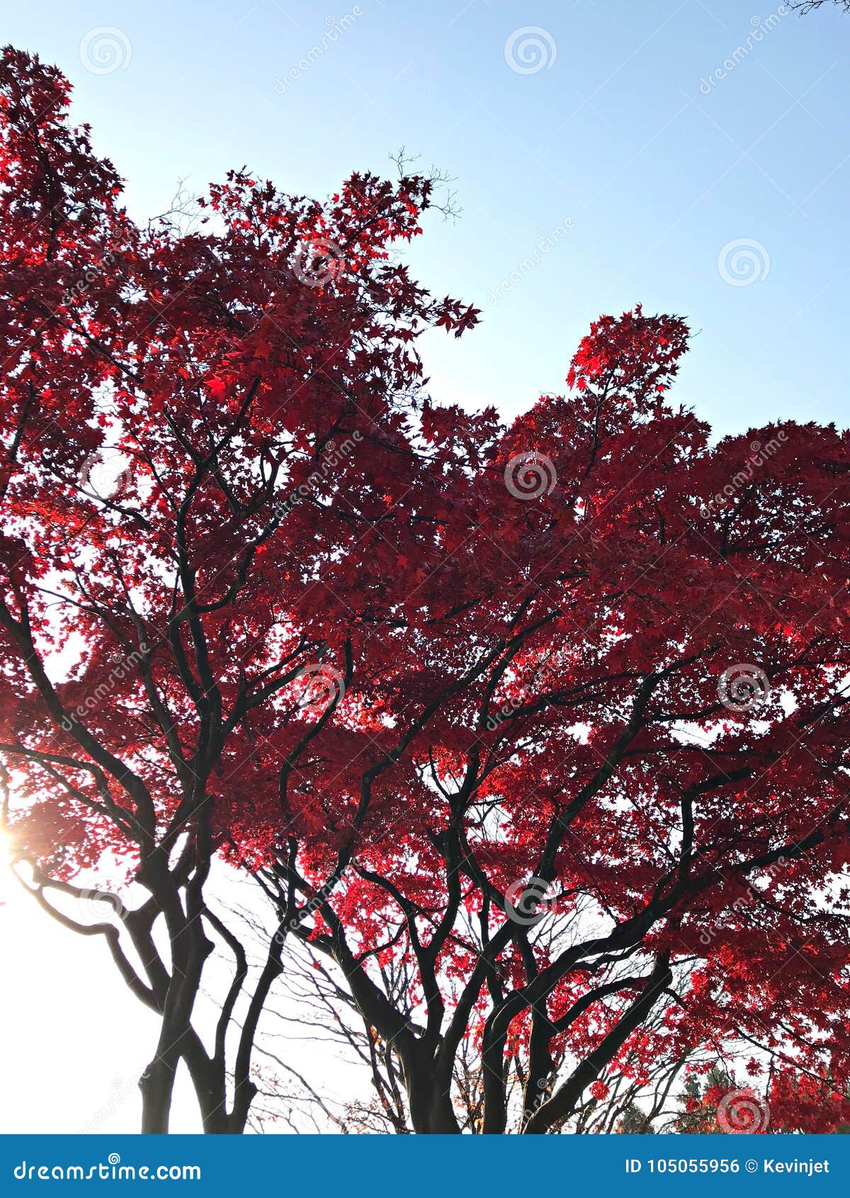 Red Autumn Tree with Blue Sky Stock Photo - Image of outdoor, forest ...