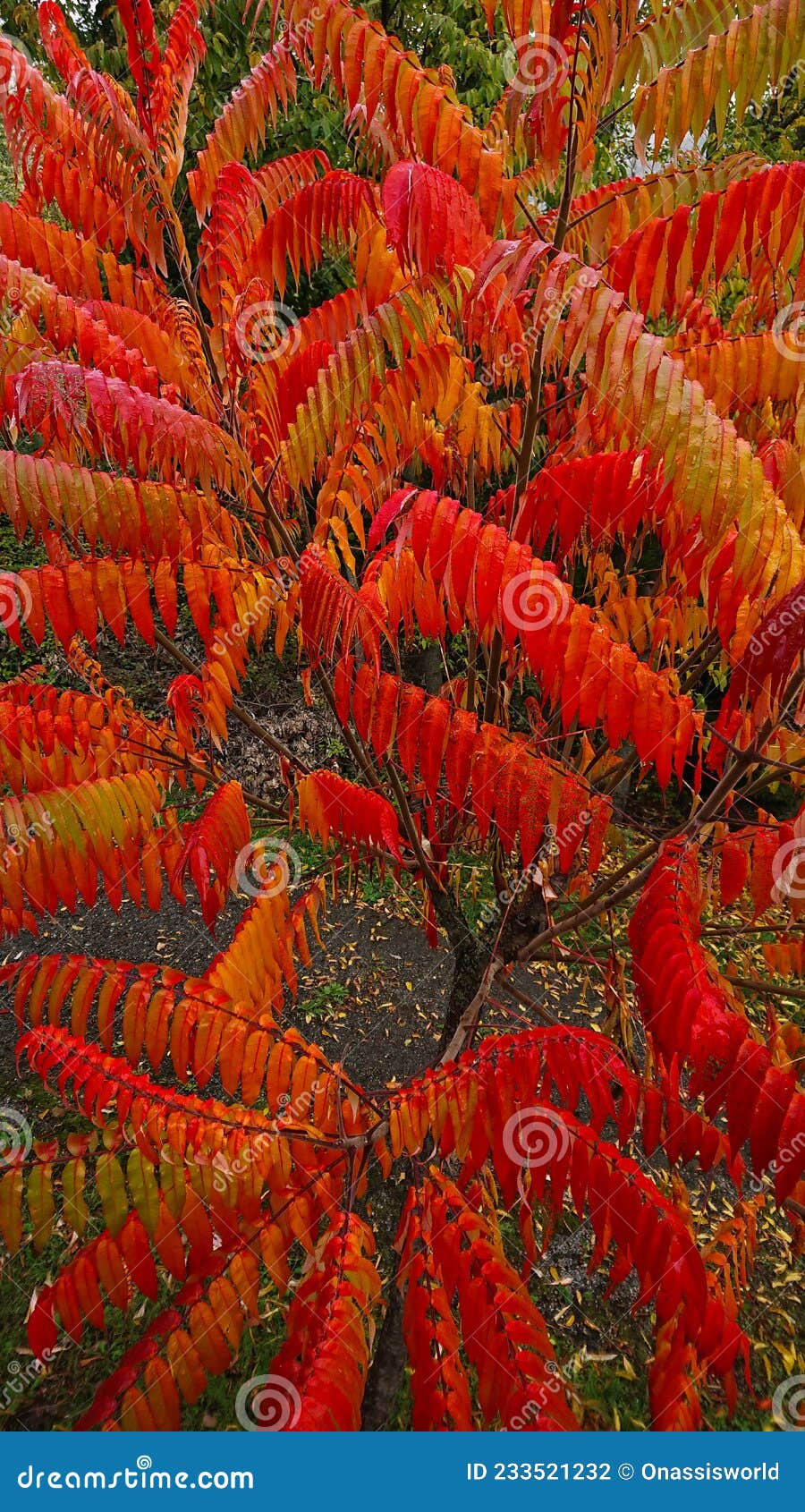 Red Autumn Tree Leaves Closeups Stock Photo - Image of autumn, leaves ...