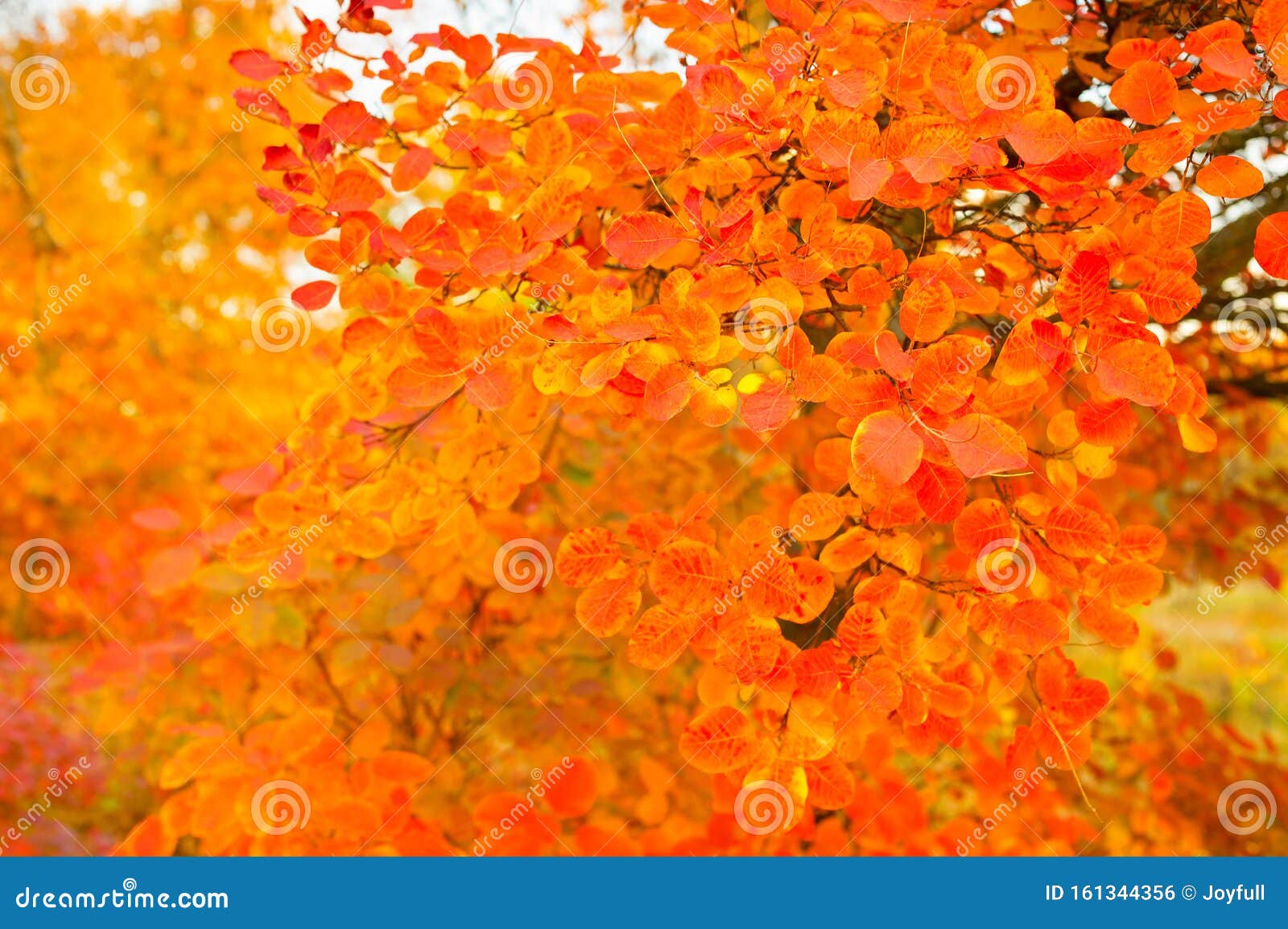 Red Autumn Tree Leaves Sunset Stock Photo - Image of view, selective ...