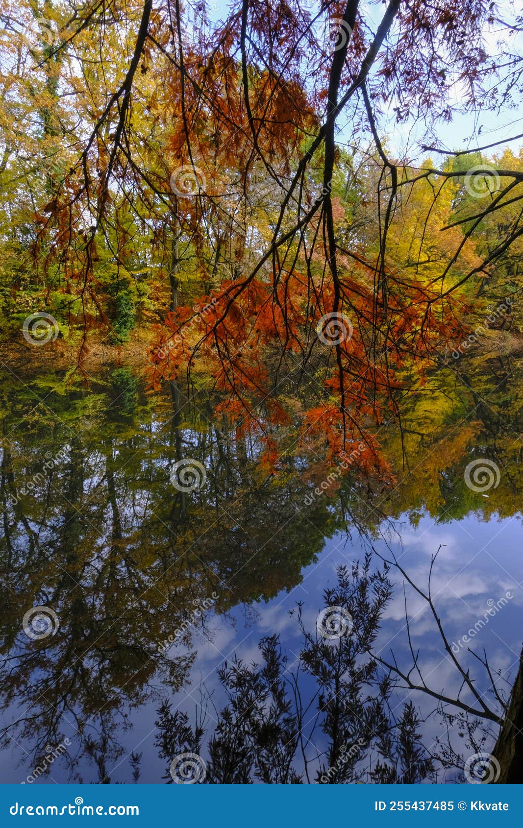 Red Autumn Tree Reflected in the Surface Water of the Lake in Boschi Di ...