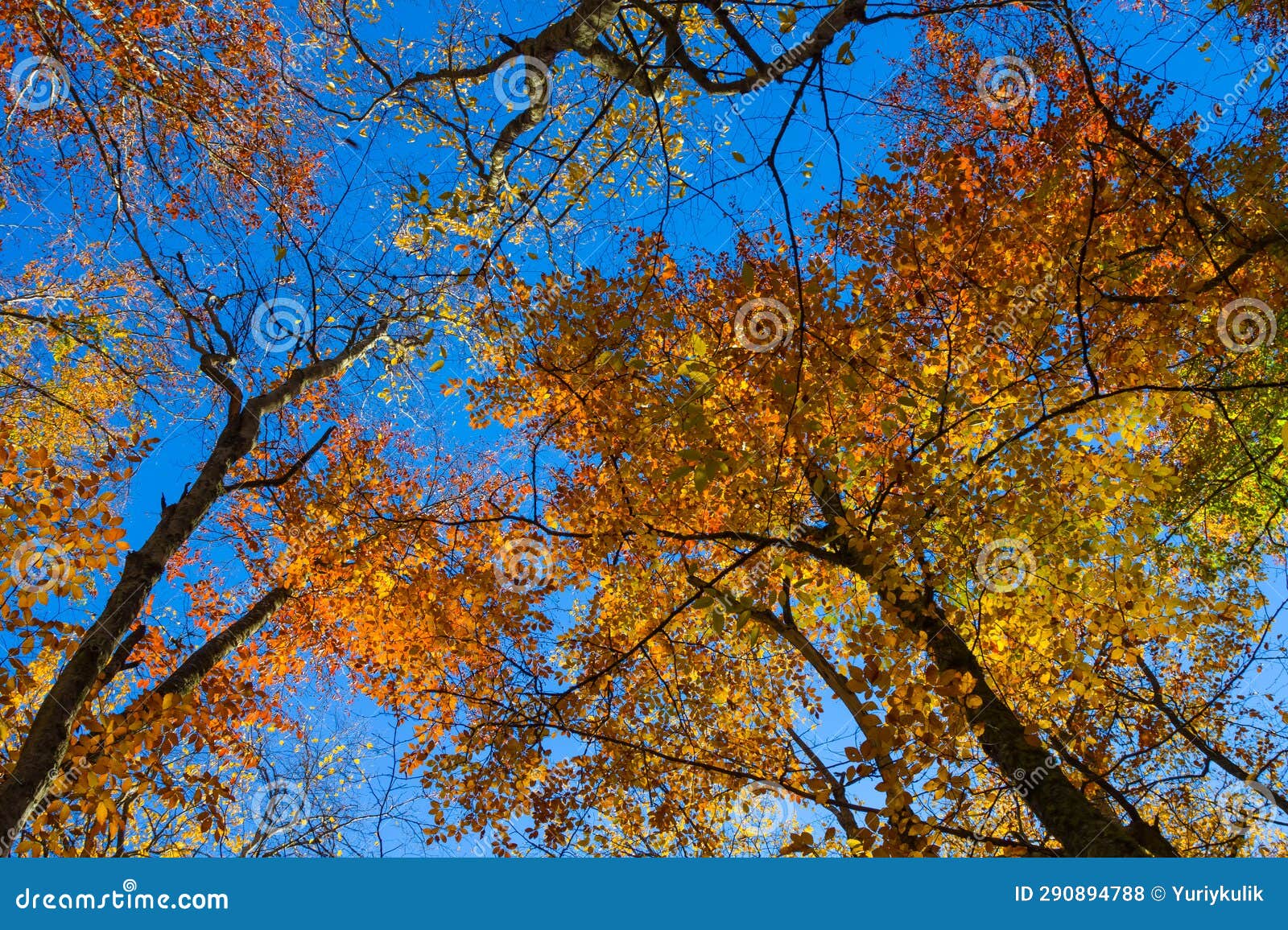 Red Autumn Trees on Blue Sky Background Stock Photo - Image of beauty ...