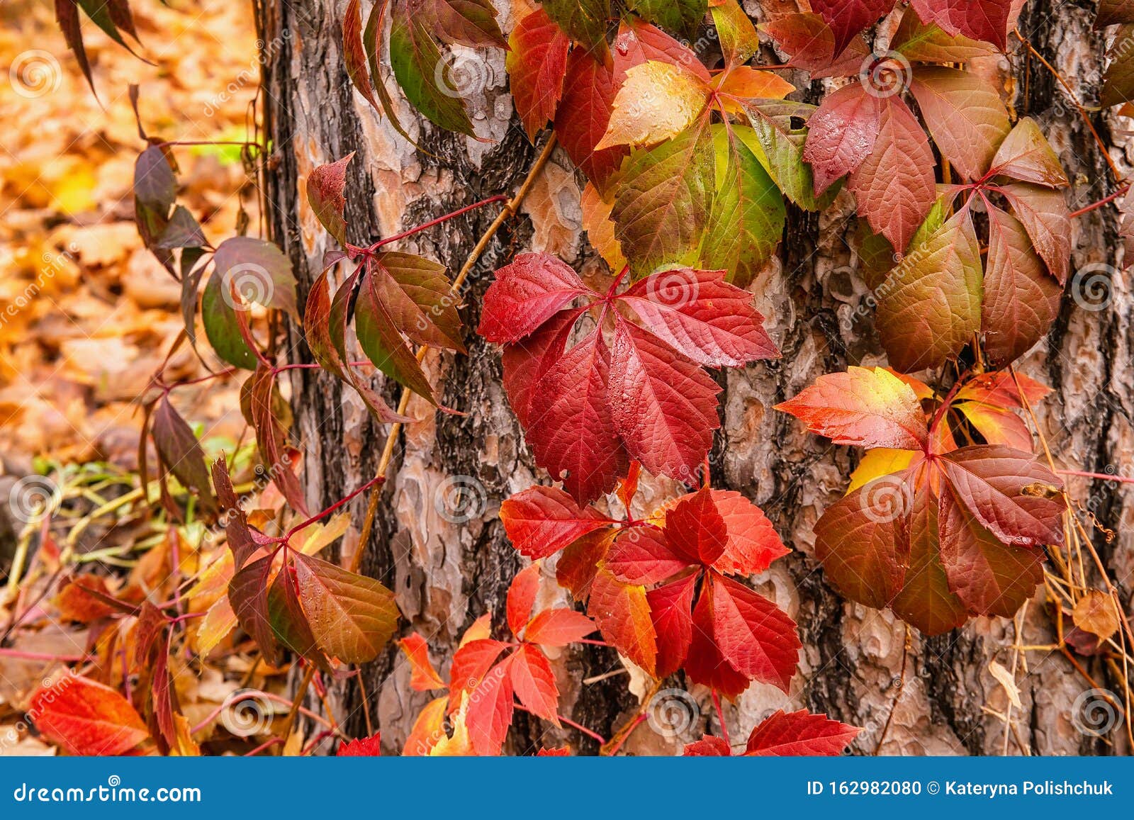 Red Autumn Wild Grape Leaves on the Trunk of a Tree Stock Photo - Image ...