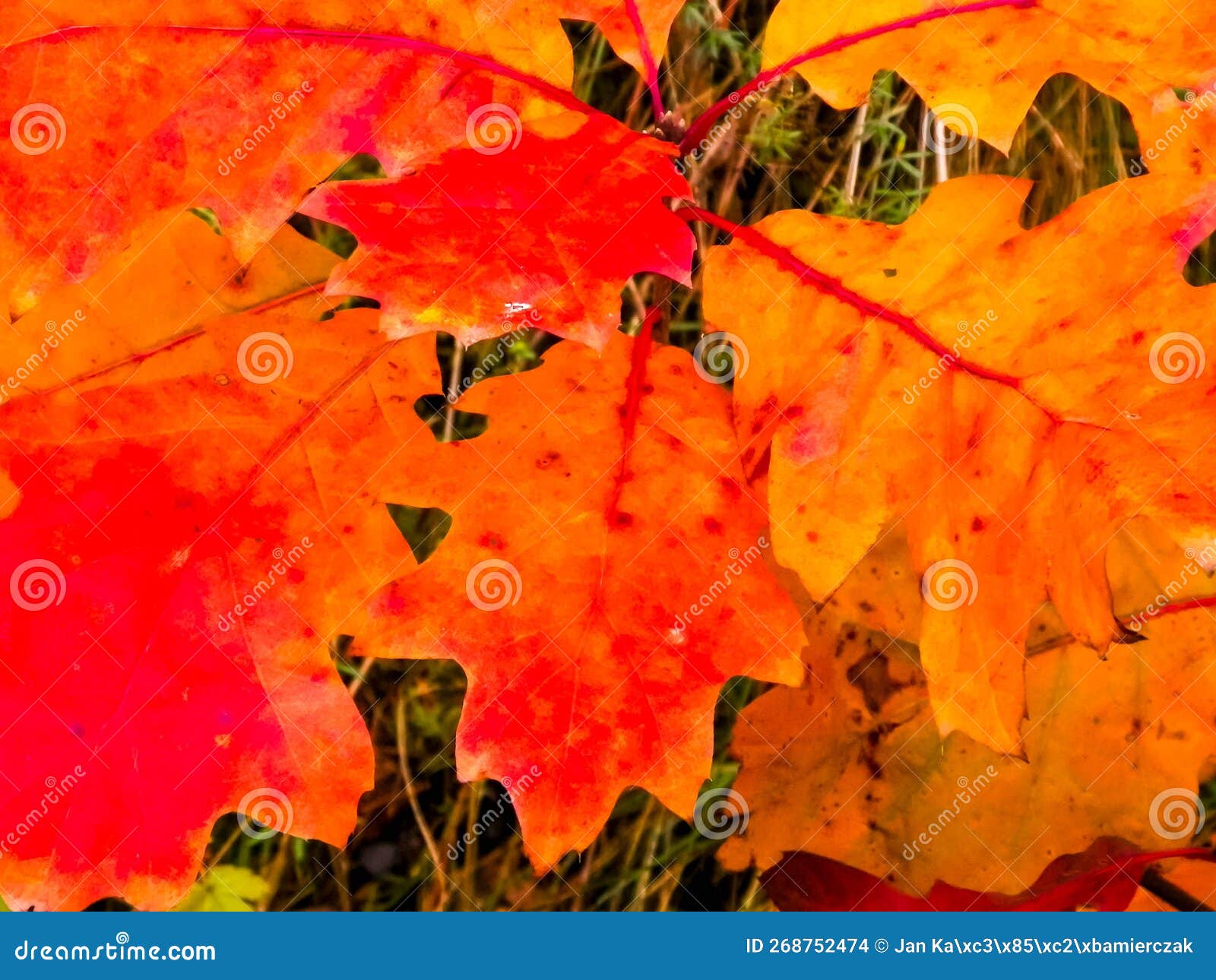Red Autumnal Leaves As Nature Background Stock Photo - Image of ...