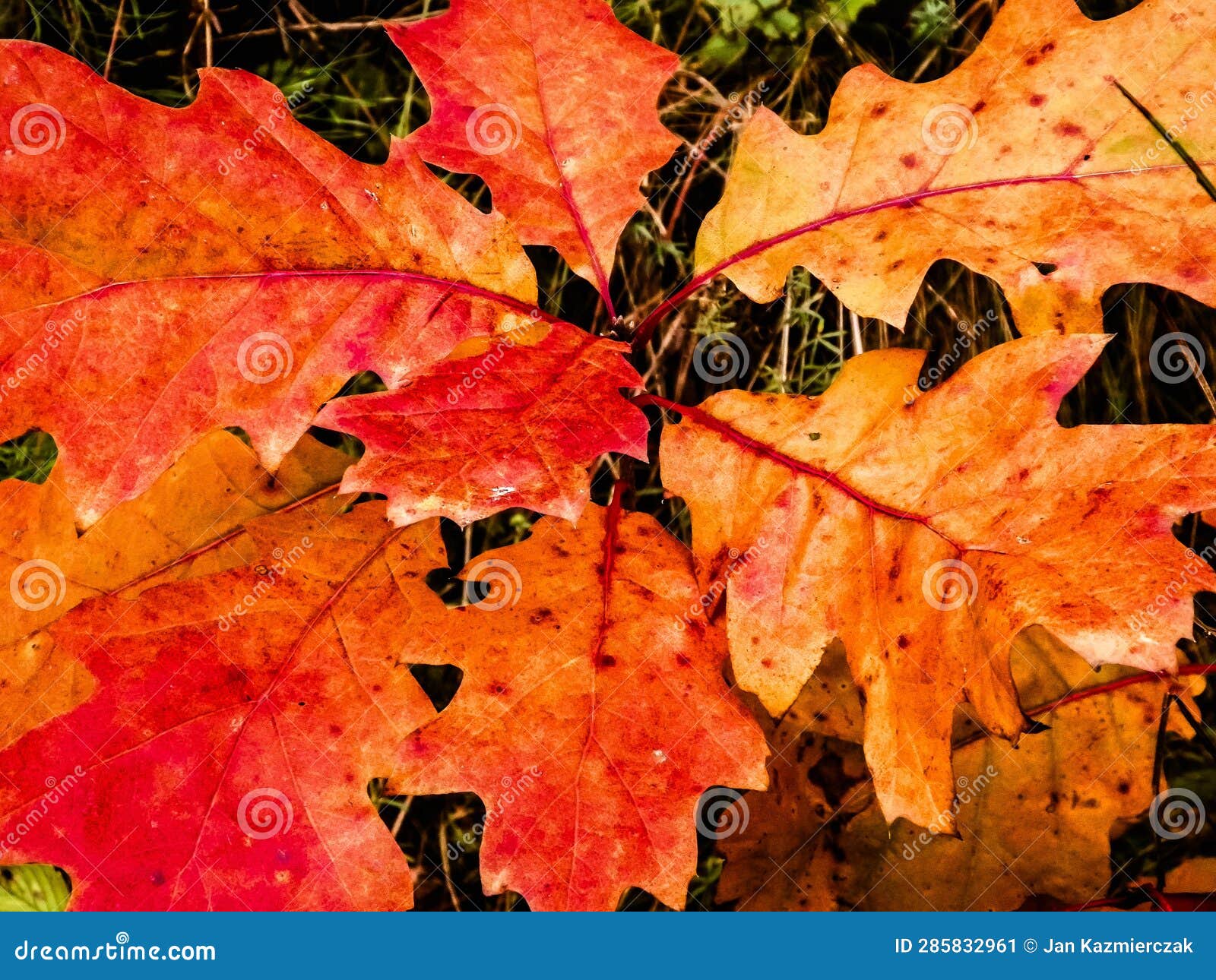 Red Autumnal Leaves As Nature Background Stock Image - Image of nature ...