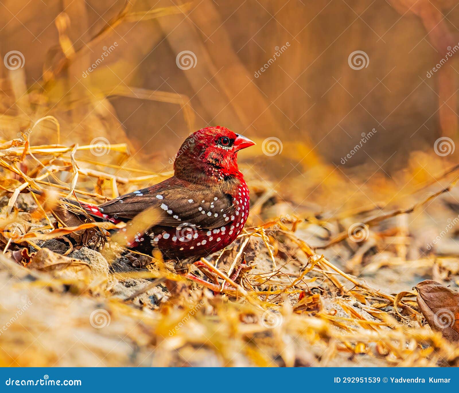 A Red Avadavat stock image. Image of lovely, wing, india - 292951539