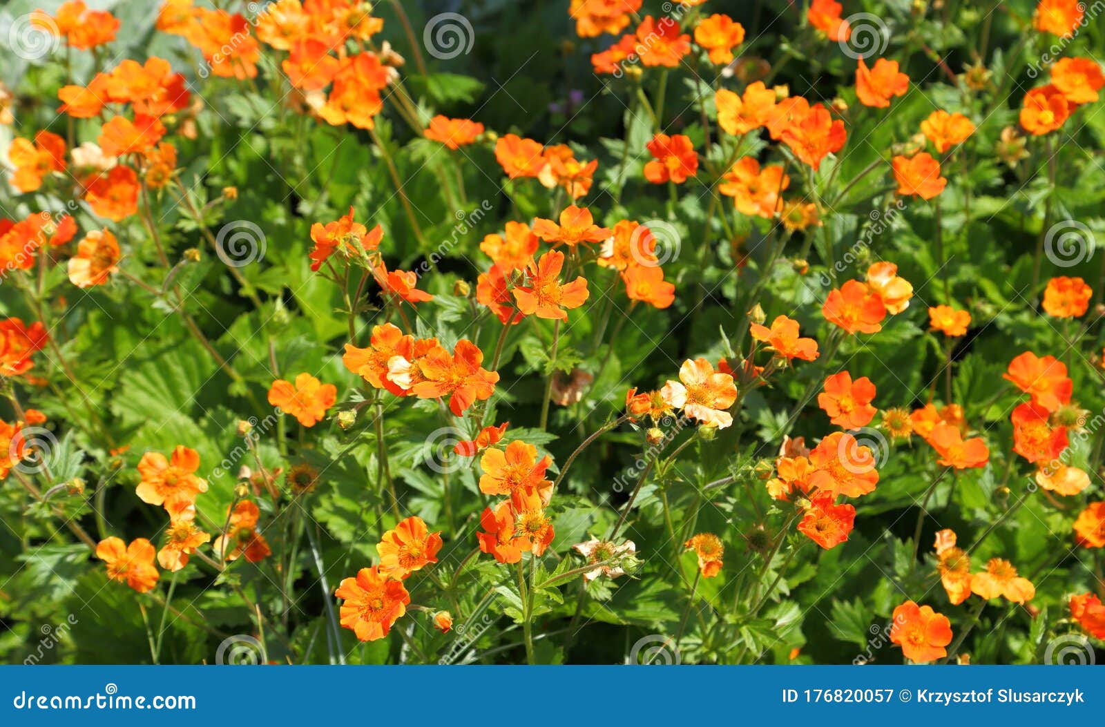 Red avens stock image. Image of orange, garden, plant - 176820057