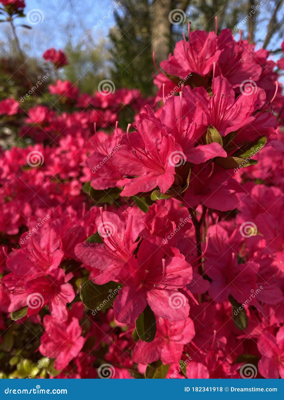 Bush of Bright Red Azalea stock photo. Image of azaleas - 182341918